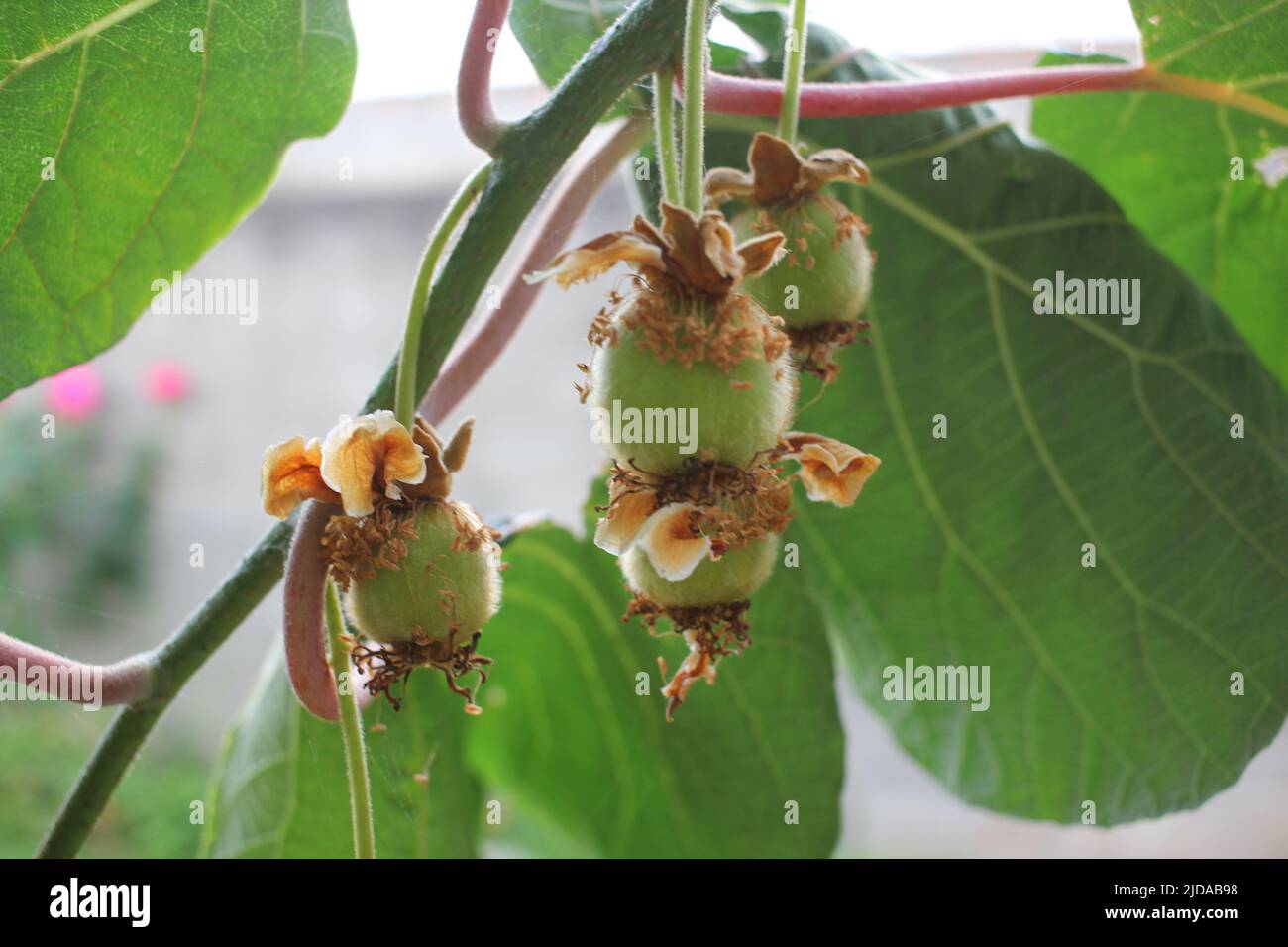 the growth of kiwis in the kiwi tree Stock Photo - Alamy