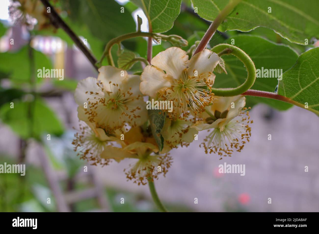 the growth of kiwis in the kiwi tree Stock Photo - Alamy
