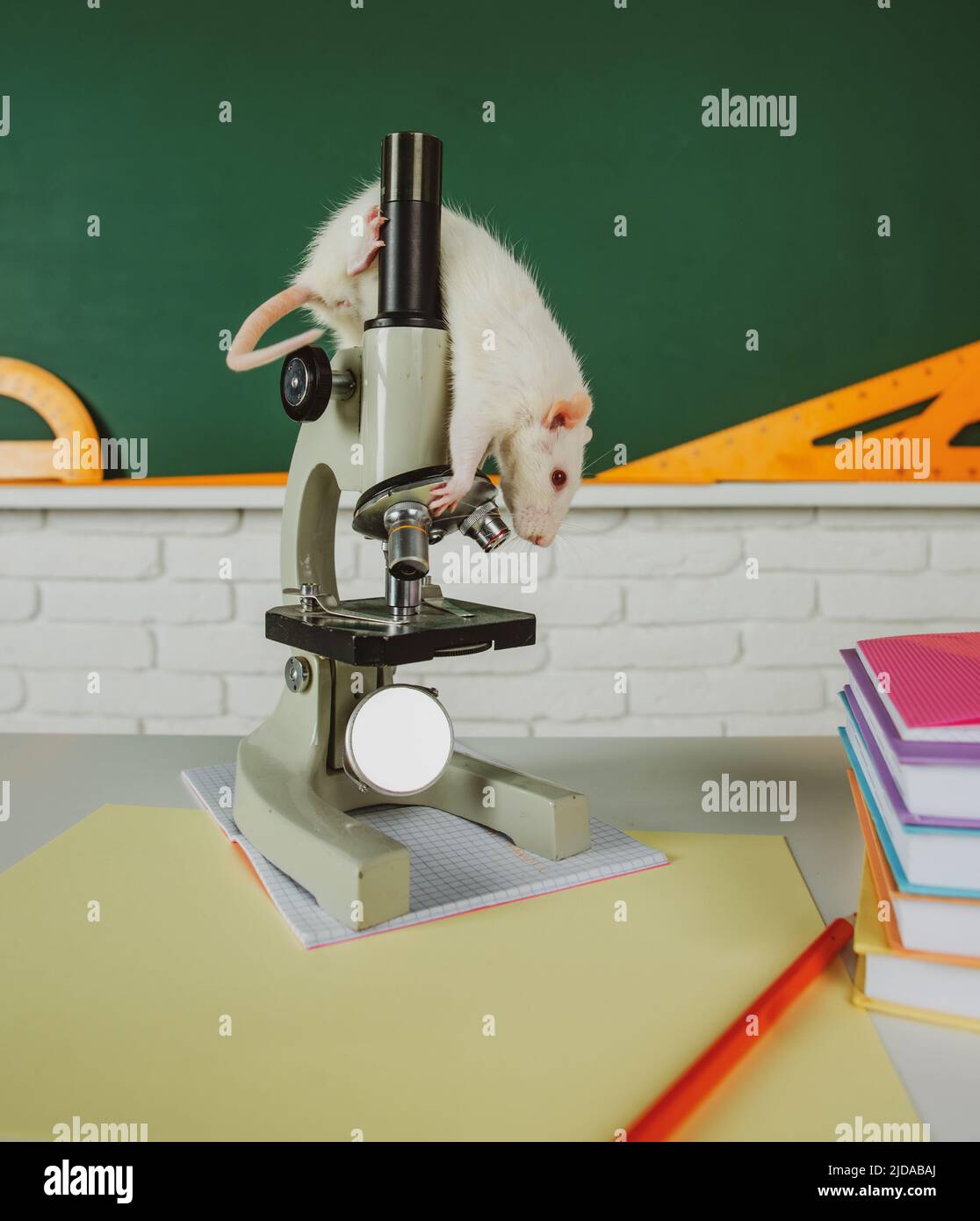 Funny rat sit on microscope, banner for university college or school ...