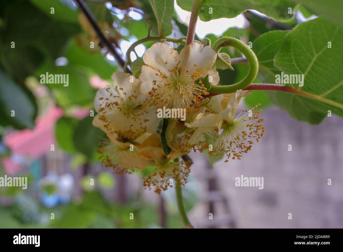 the growth of kiwis in the kiwi tree Stock Photo - Alamy