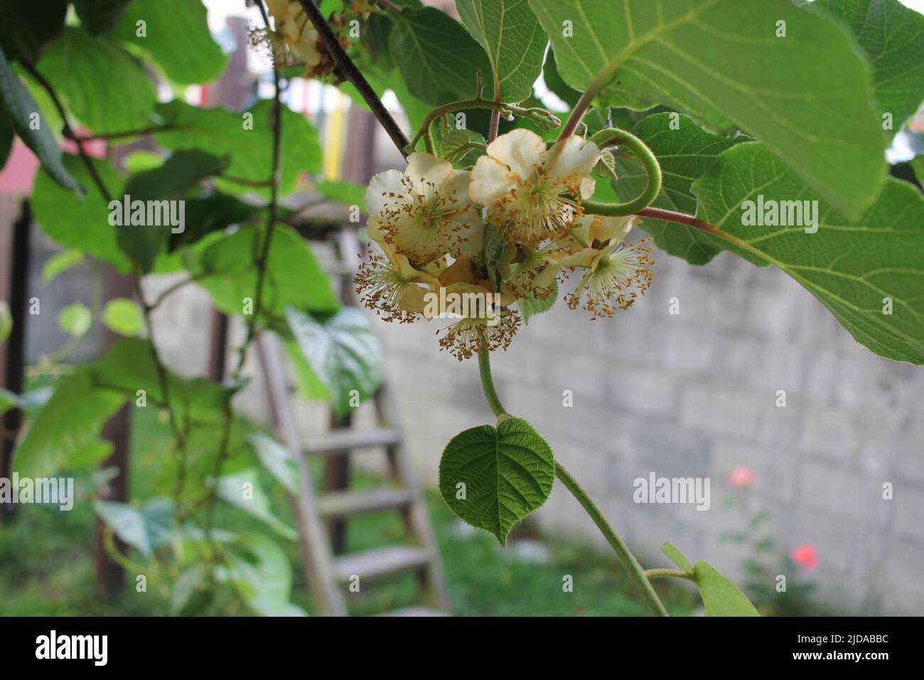 the growth of kiwis in the kiwi tree Stock Photo - Alamy