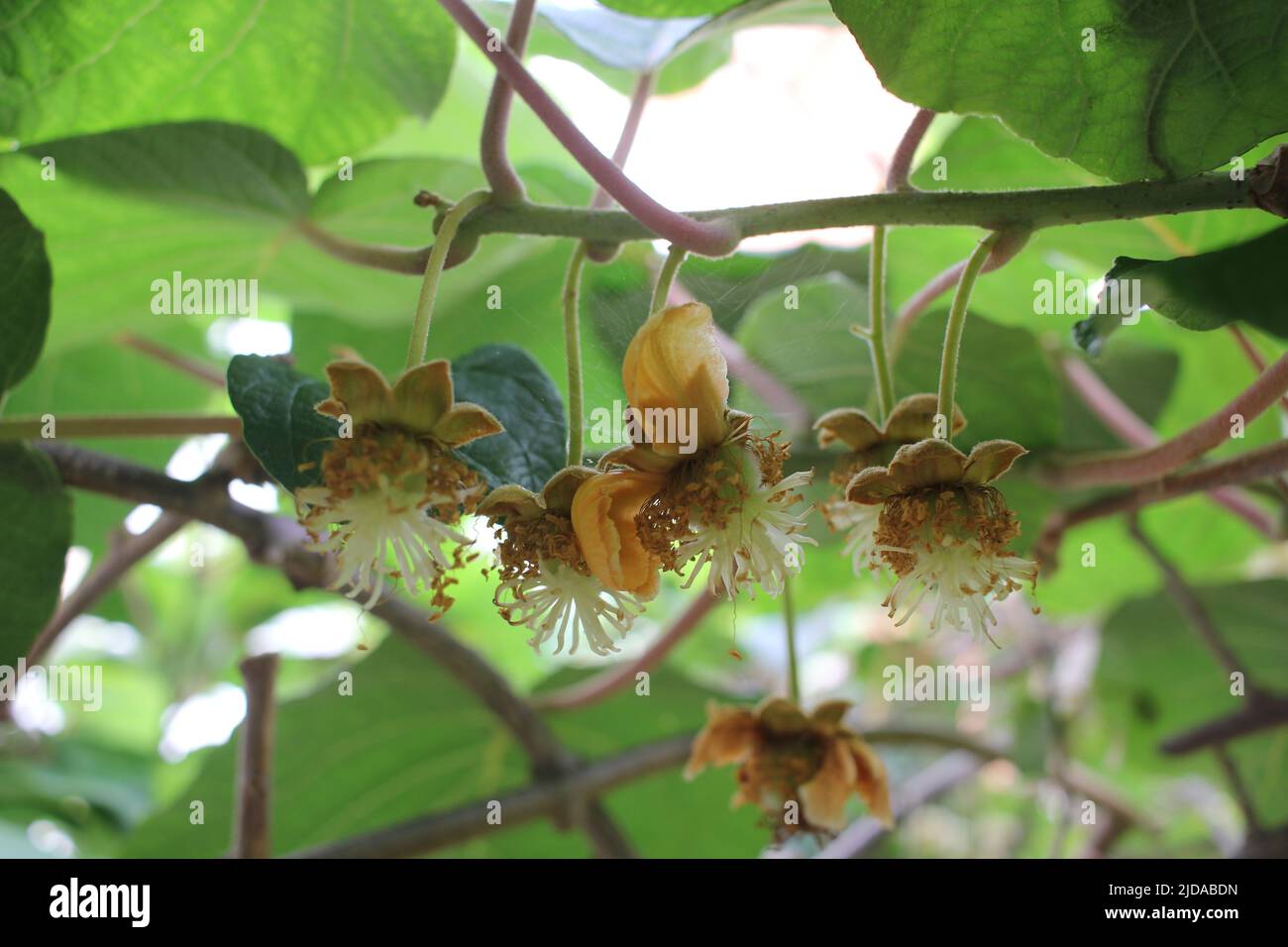 kiwis growing in my kiwi tree during spring Stock Photo - Alamy