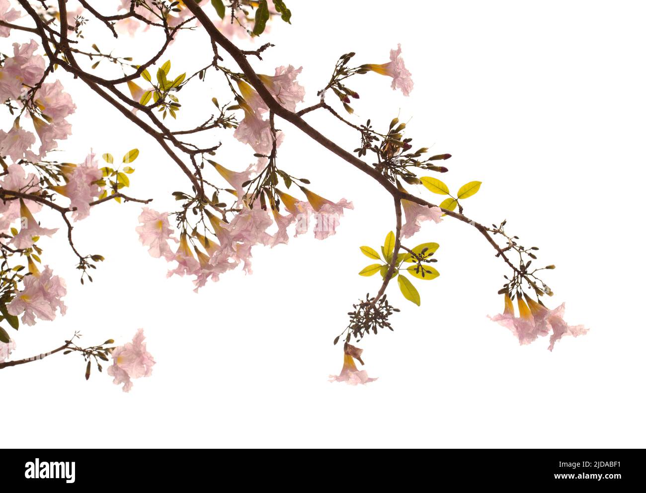Pink trumpet tree tabebuia heterophylla hi-res stock photography and ...