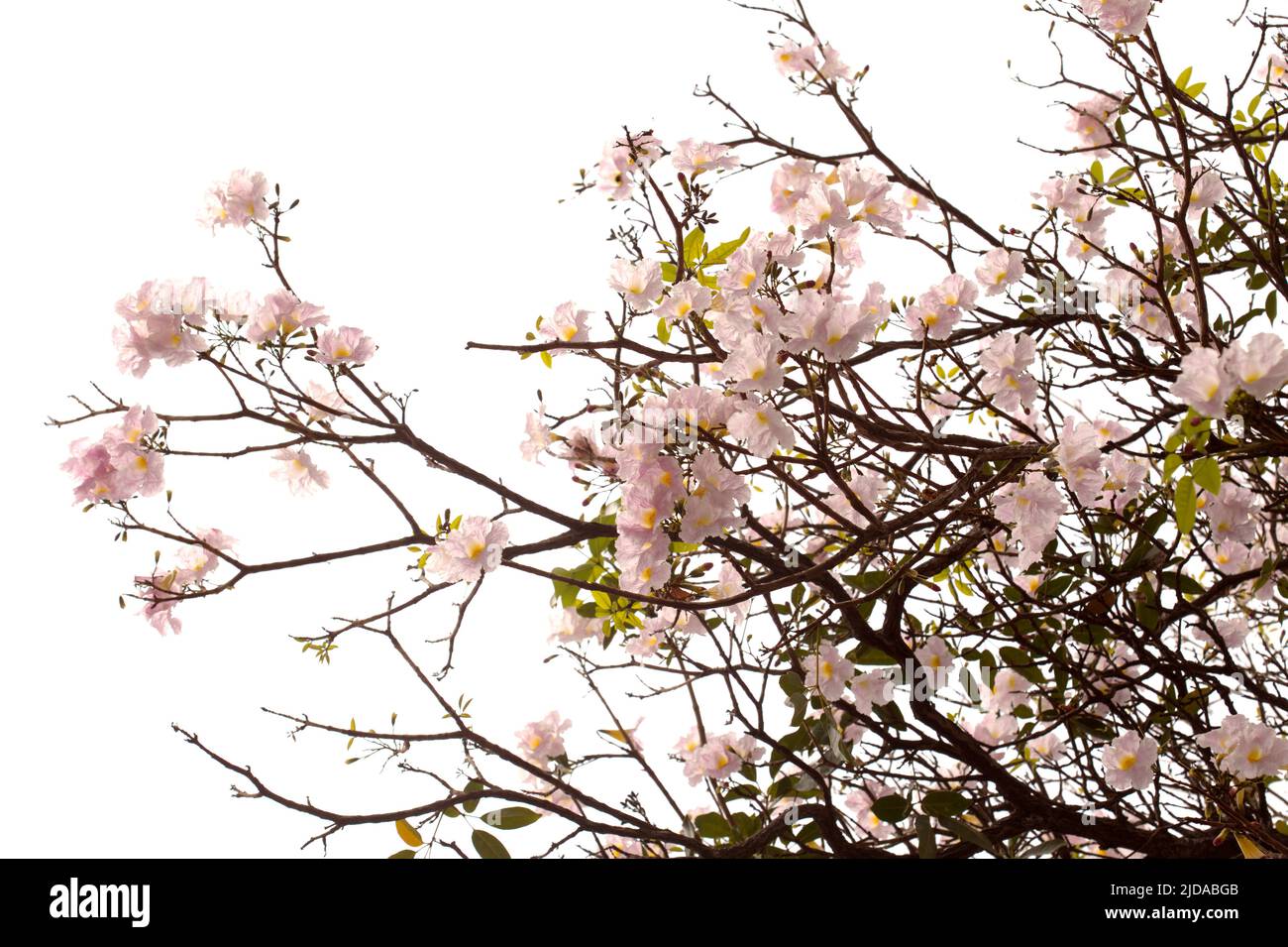 Tabebuia heterophylla, pink trumpet tree, flowering branches isolated ...
