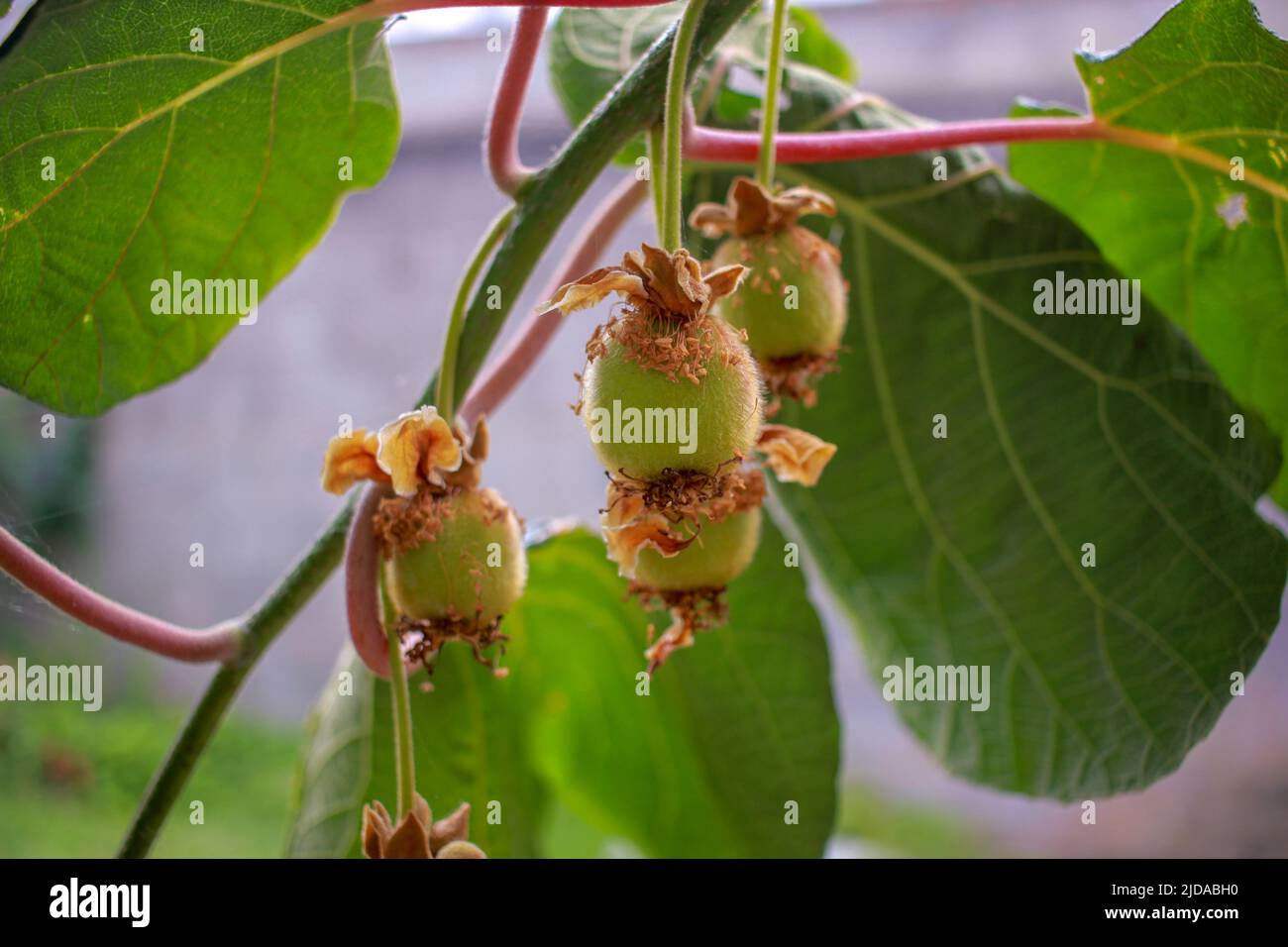 kiwis growing in the kiwi tree Stock Photo - Alamy