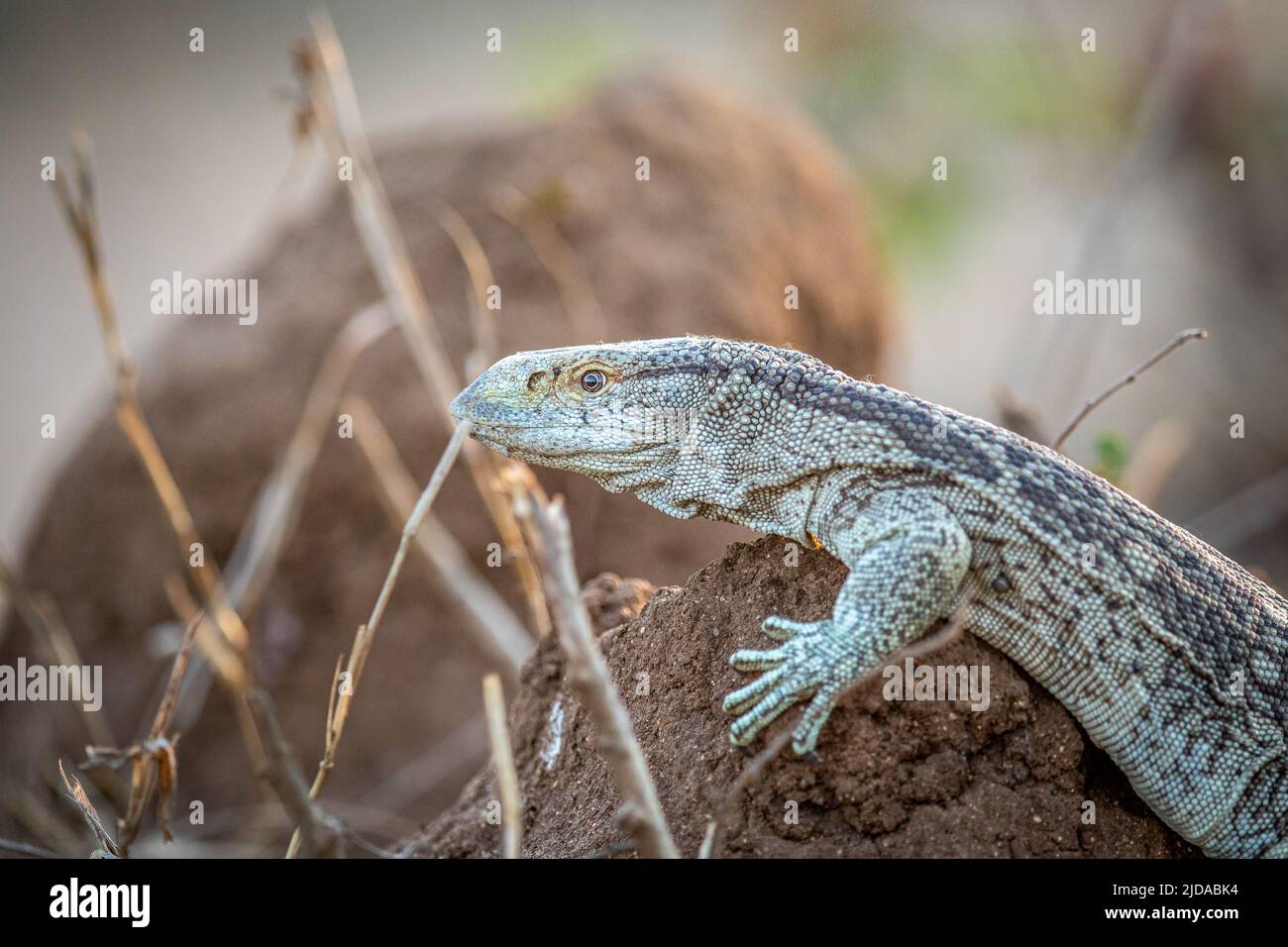 Rock monitor lizard standing on a Termite mount in the Kruger National ...