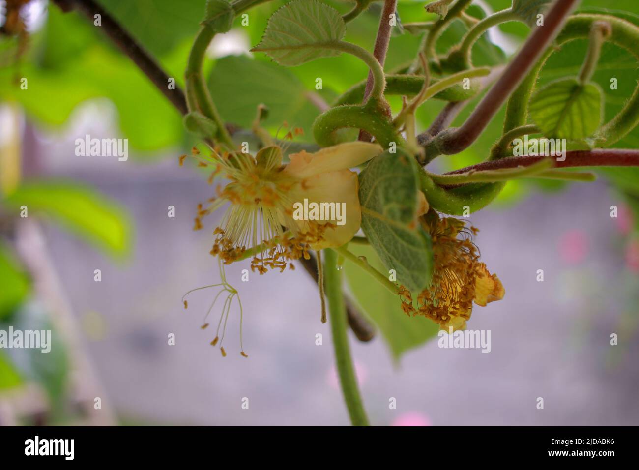 kiwis growing in the kiwi tree Stock Photo - Alamy