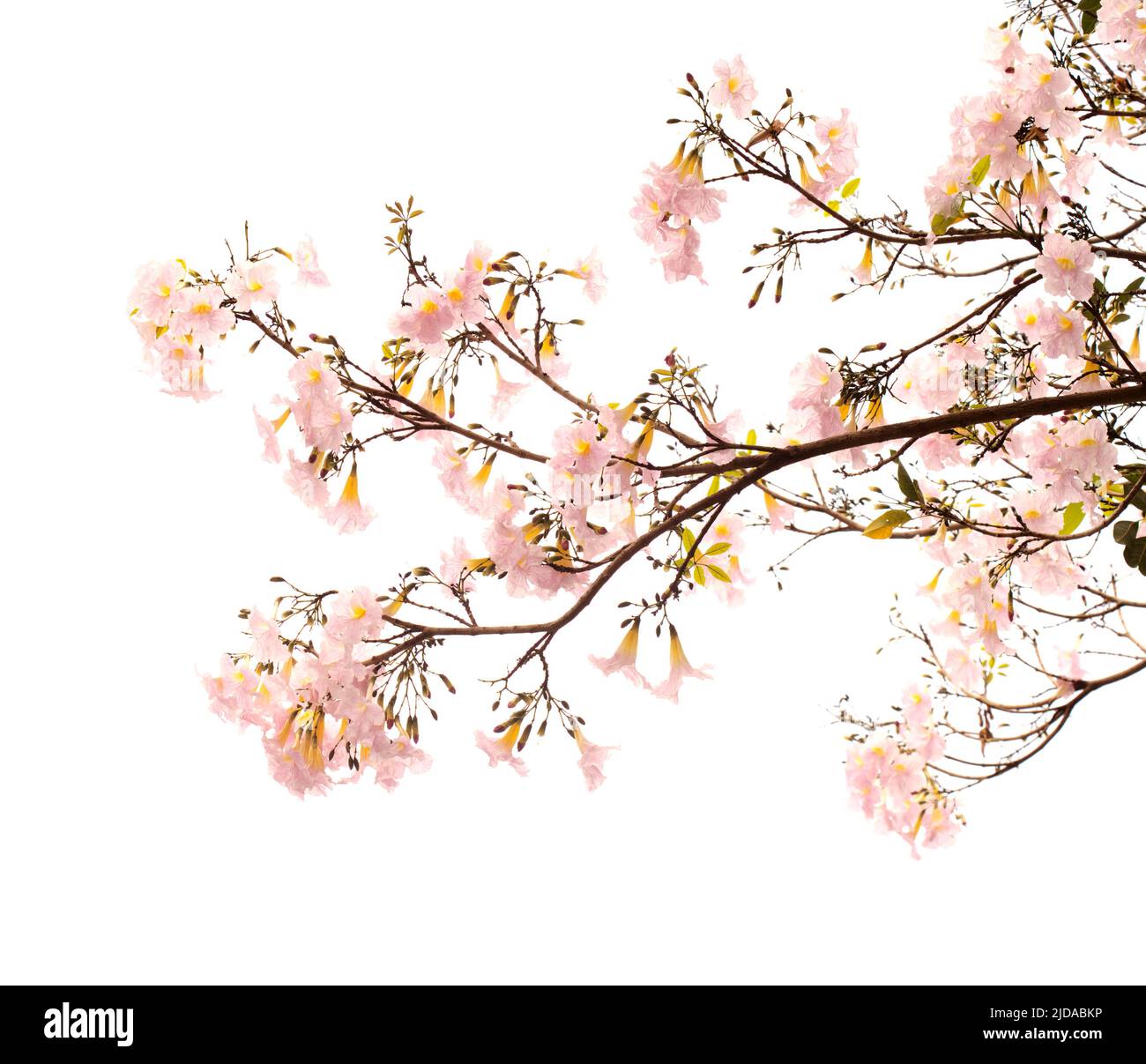 Tabebuia heterophylla, pink trumpet tree, flowering branches isolated ...