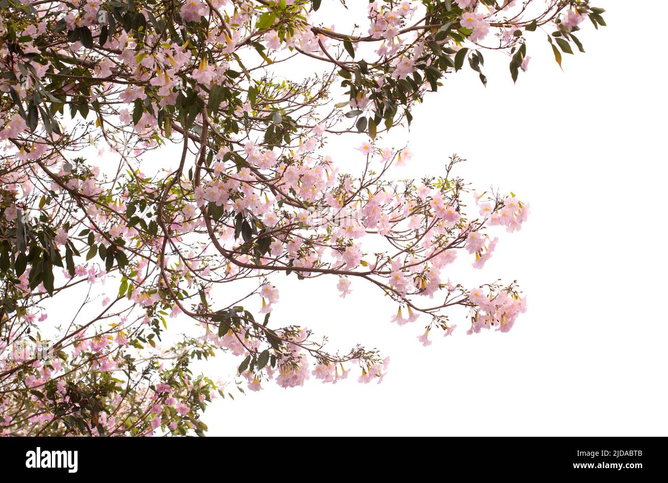 Tabebuia heterophylla, pink trumpet tree, flowering branches isolated ...