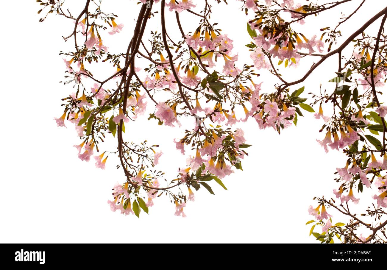 Tabebuia heterophylla, pink trumpet tree, flowering branches isolated ...