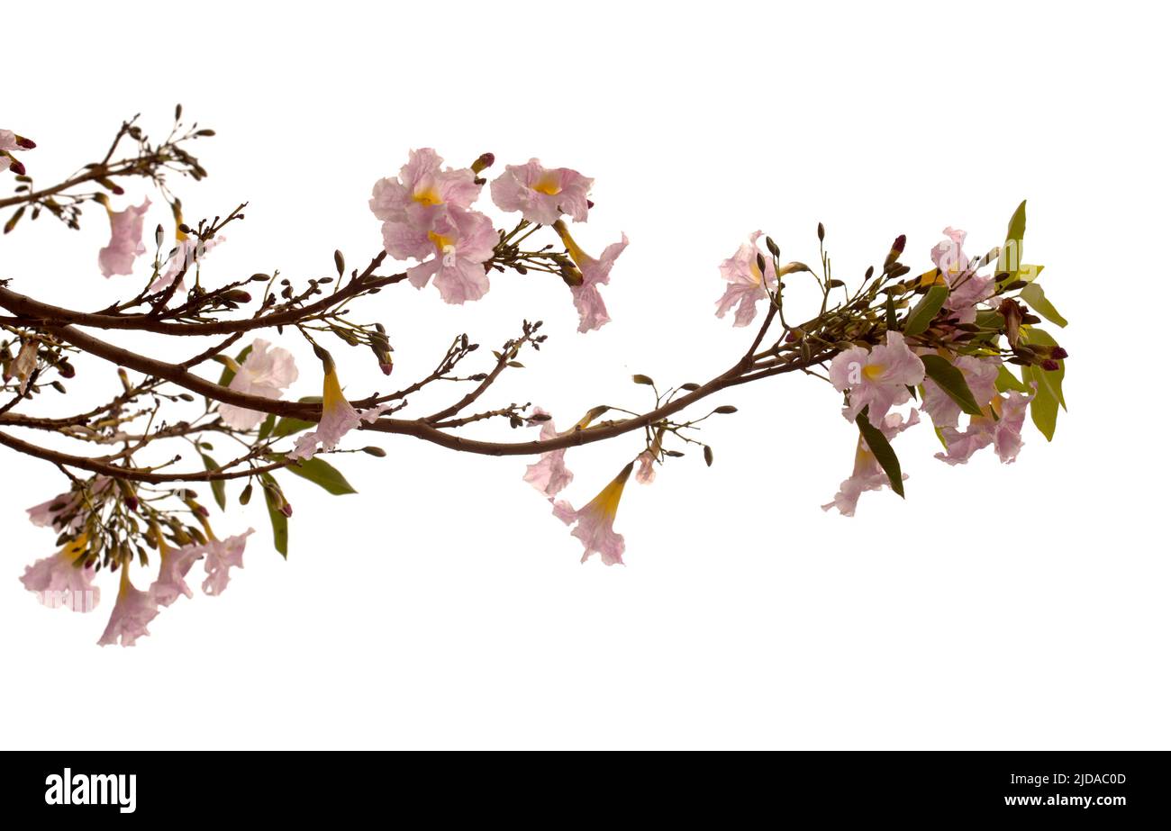 Tabebuia heterophylla, pink trumpet tree, flowering branches isolated ...