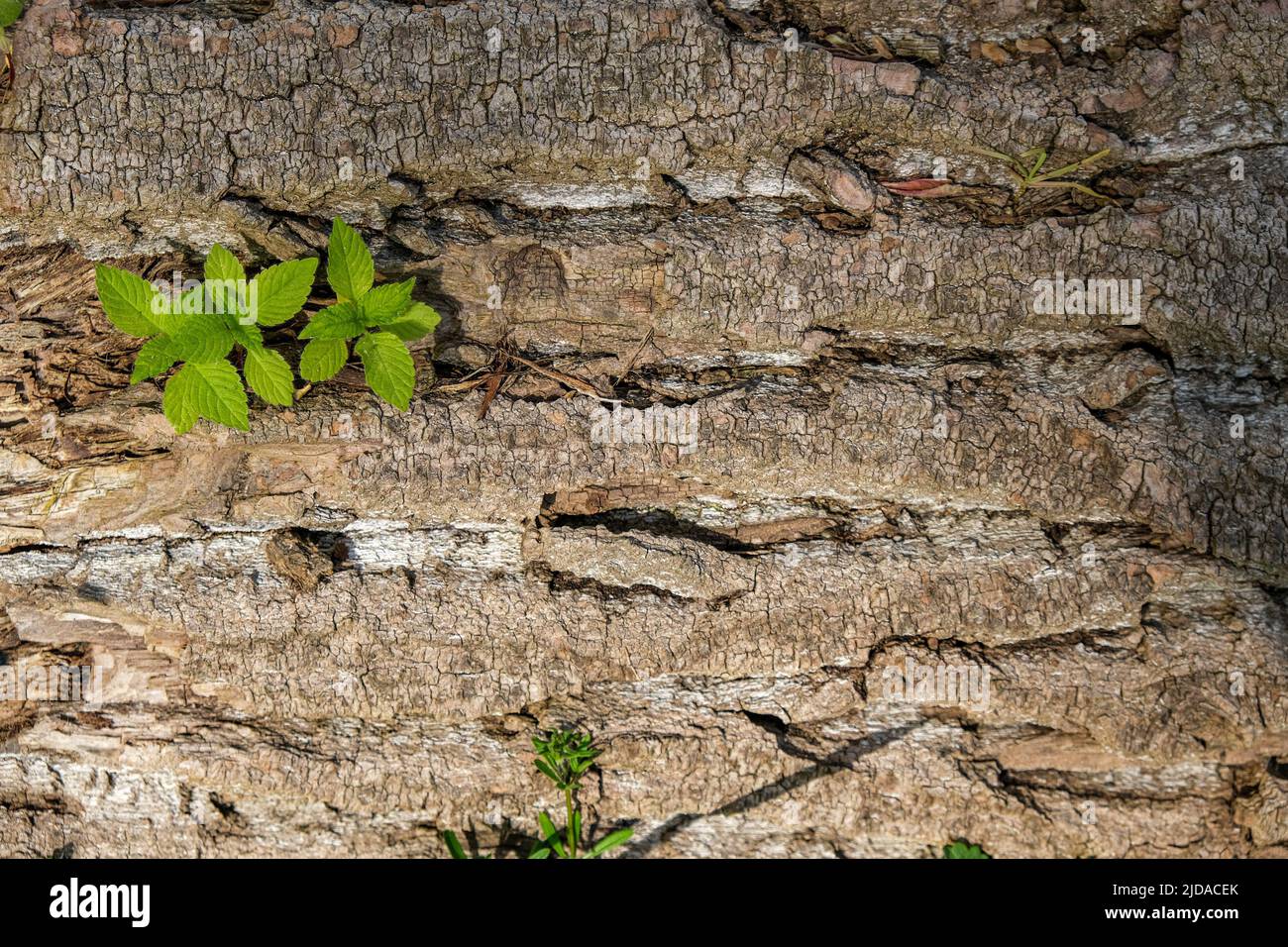 Green plant growing on a dead tree, green plant on the stump, Young ...