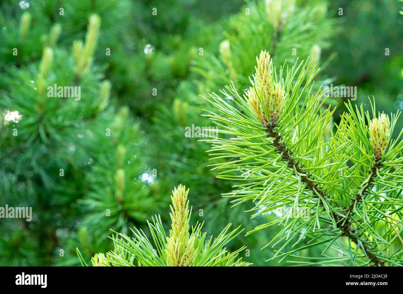 Bright green shoots and buds on a pine tree. Spruce branch with fresh ...