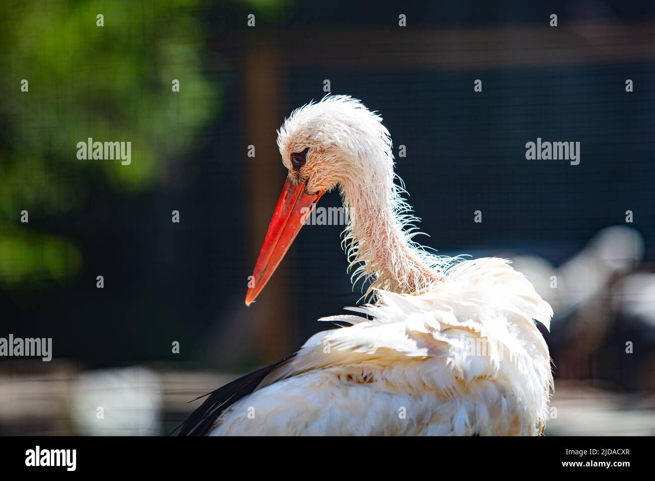 Sick zoo animals hi-res stock photography and images - Alamy