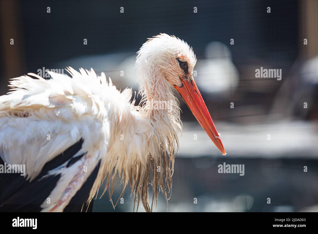 National zoo bird house hi-res stock photography and images - Alamy