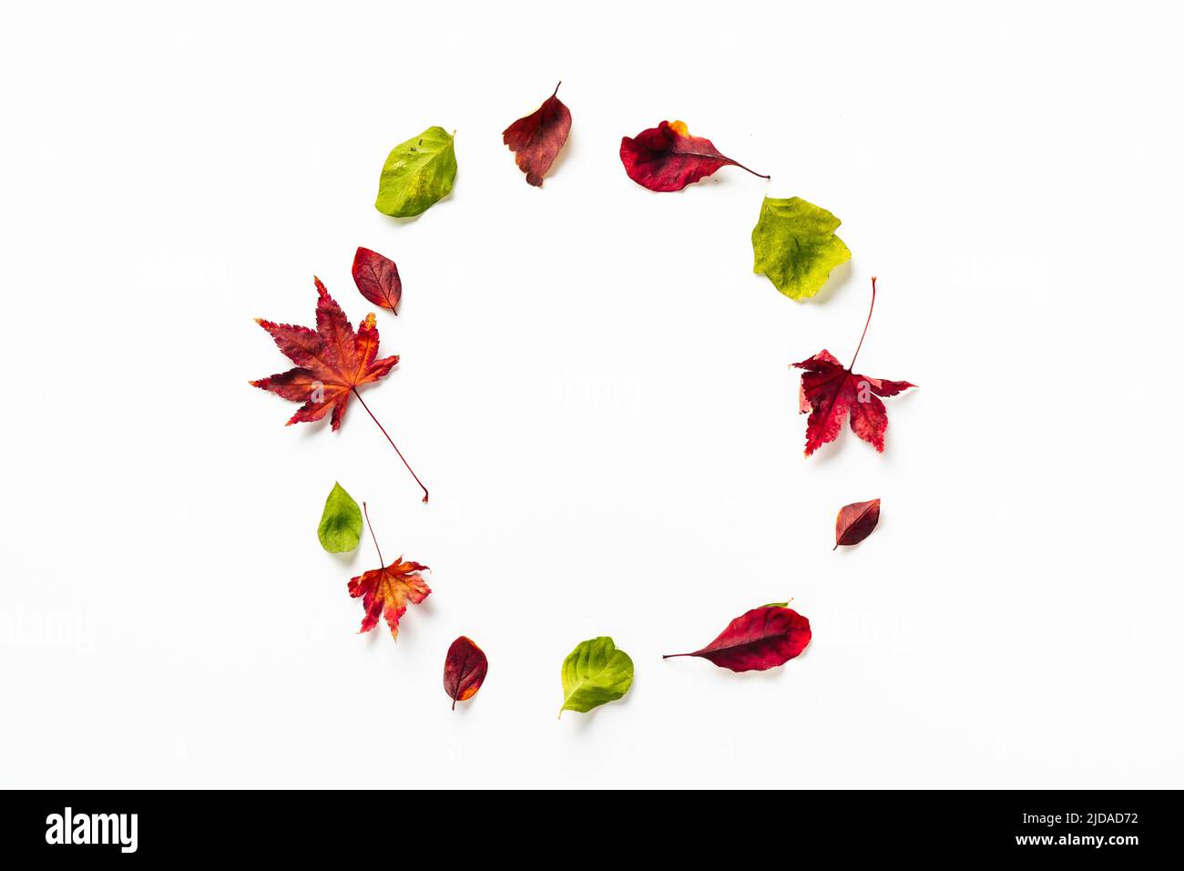 Isolated autumn leaves making circle shape on white backgorund ...