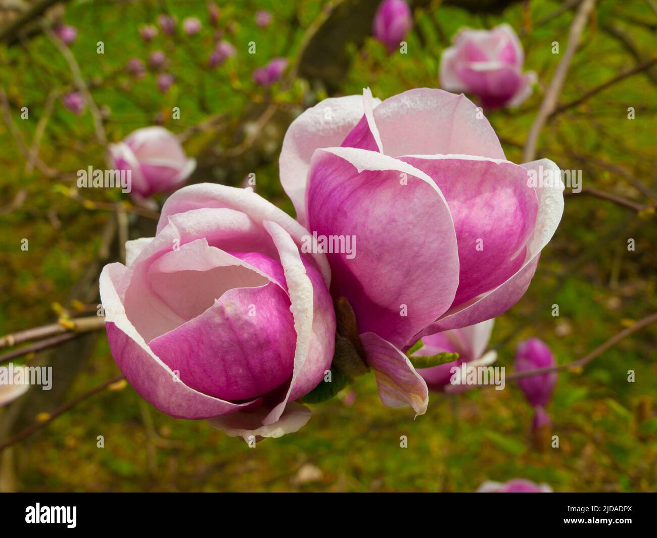 Pink magnolia bloom Stock Photo - Alamy