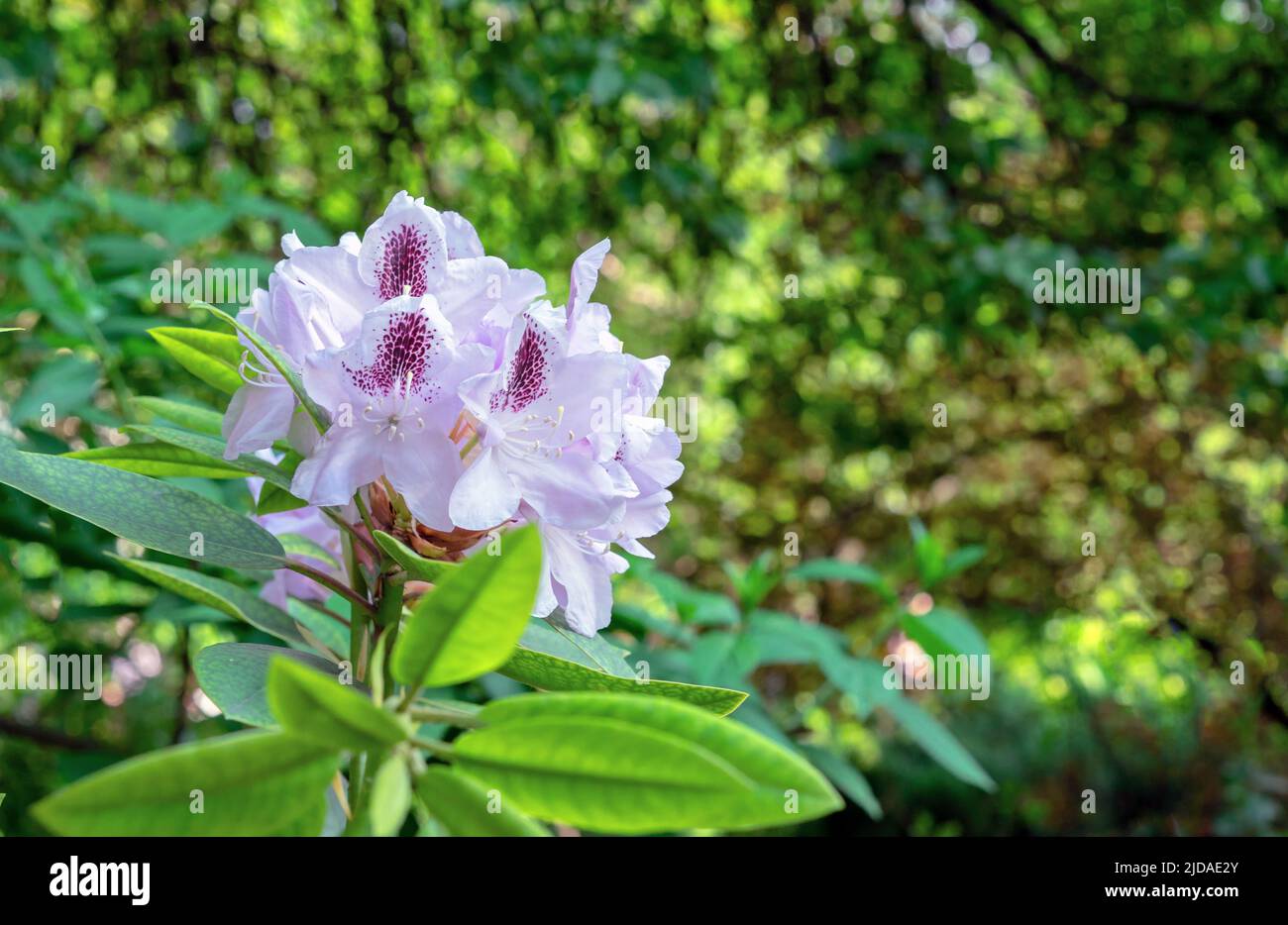 Pacific Rhododendron. White California rhododendron. Blooming ...