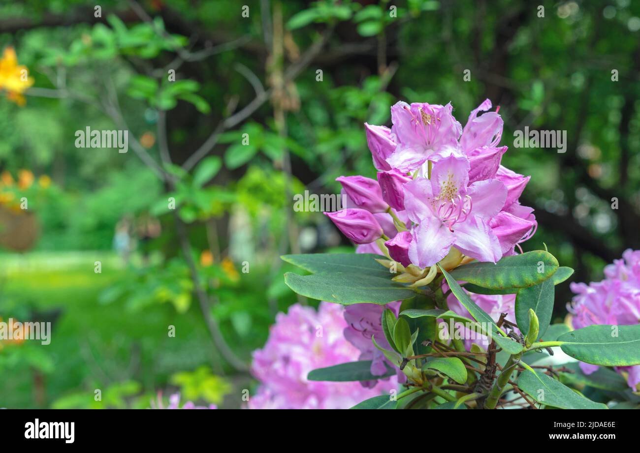 Pacific Rhododendron. Pink California rhododendron. Blooming ...