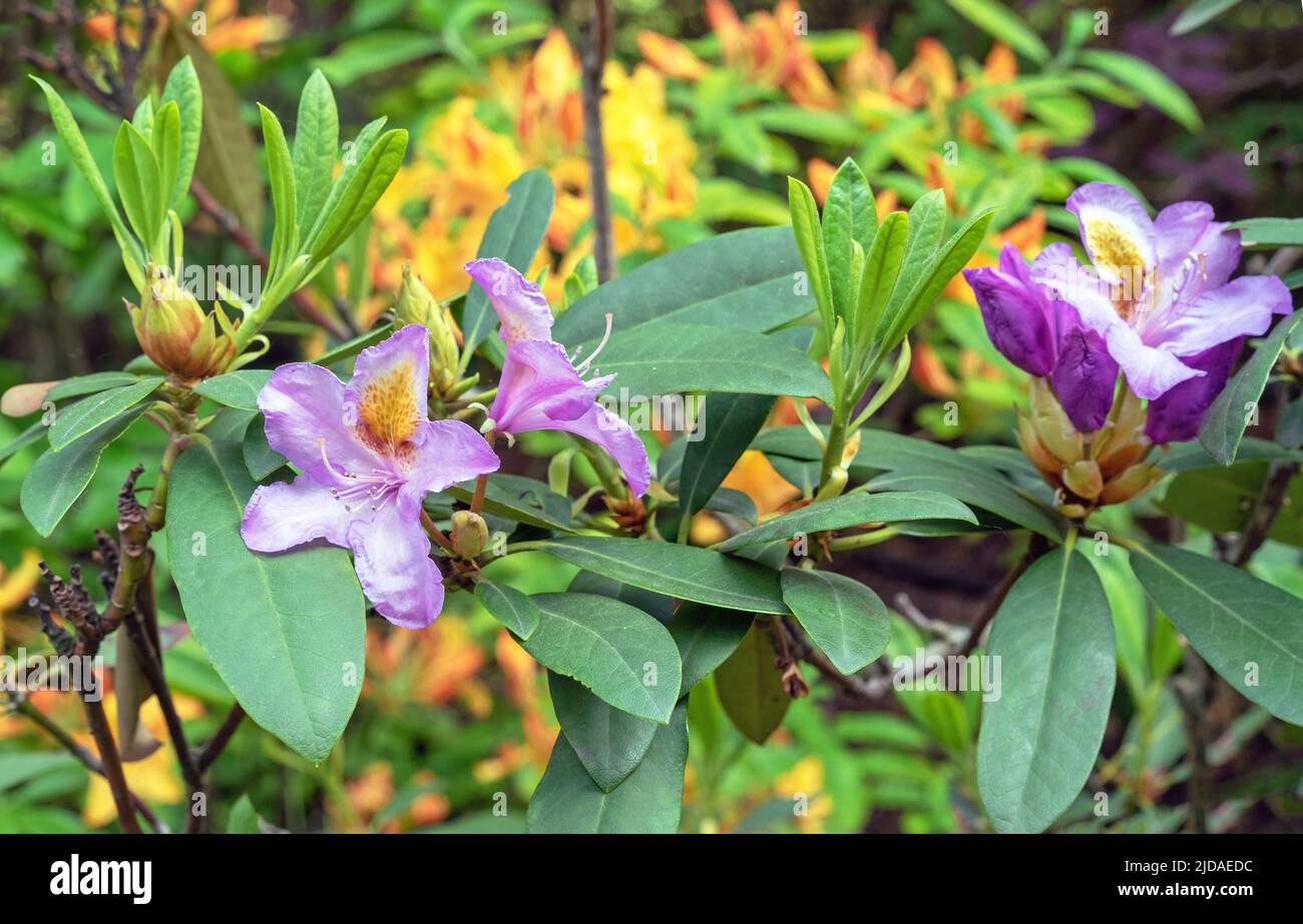 Pacific Rhododendron. Lilac California rhododendron. Blooming ...