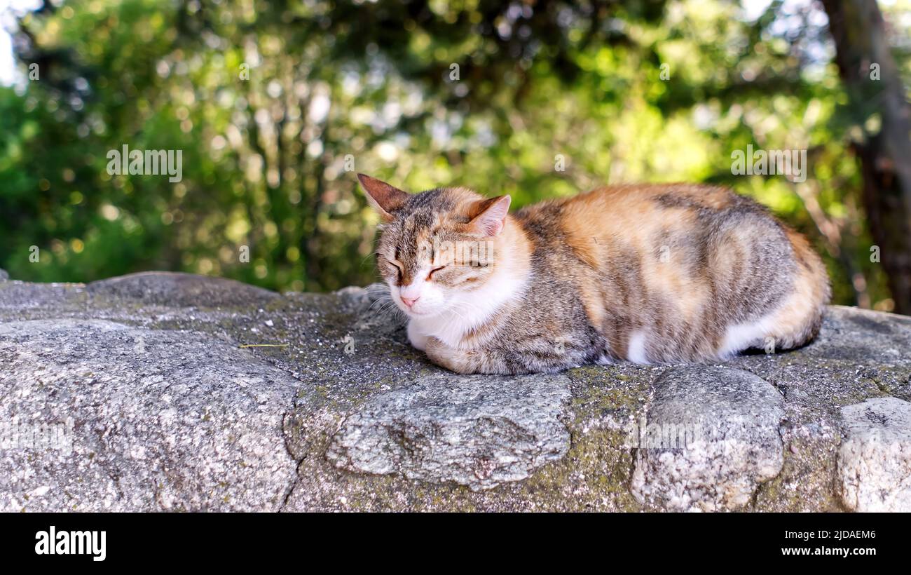 The cat is resting on a stone fence in the shade under a tree. Greece ...