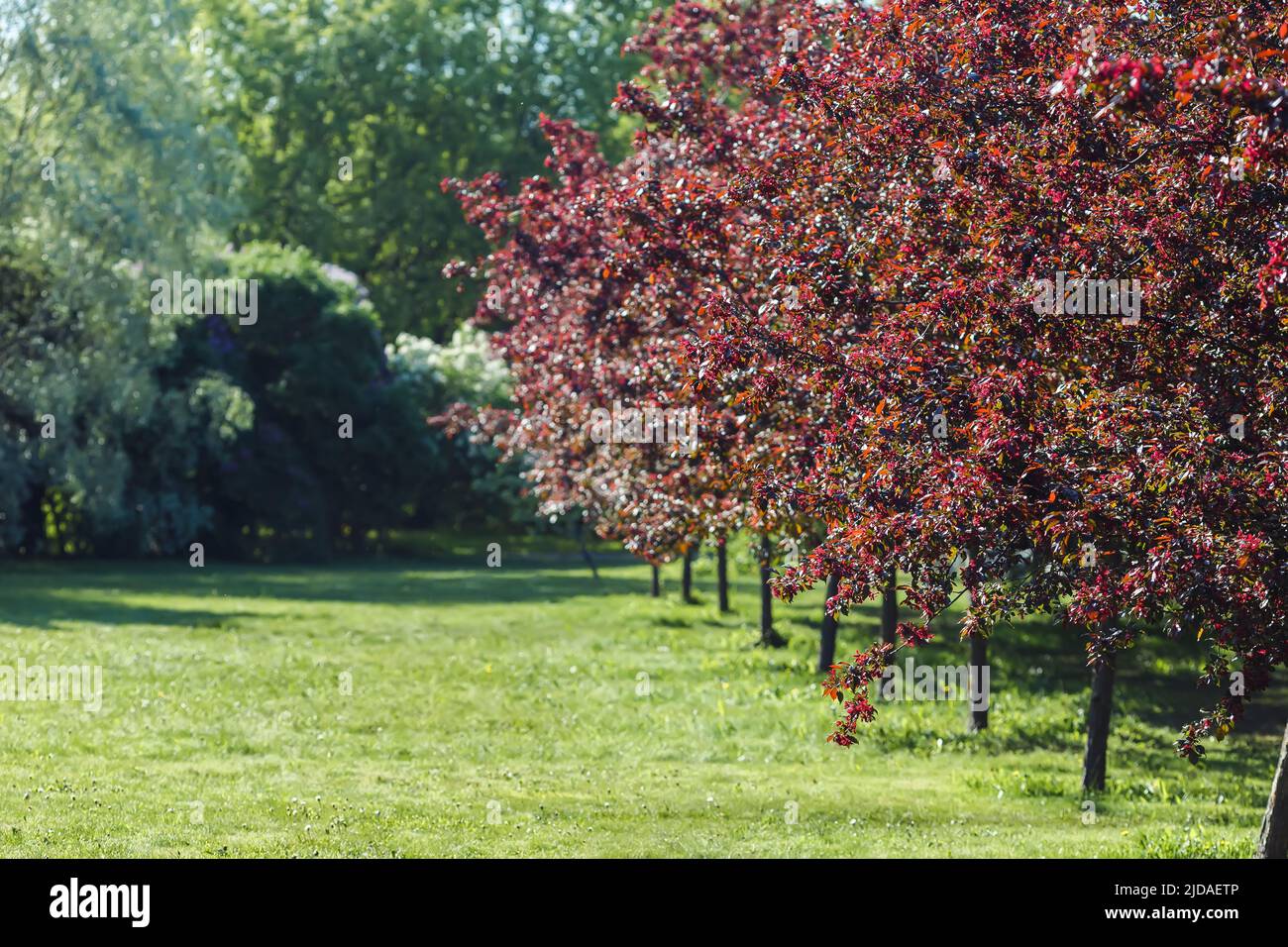 A beautiful garden of red flowering cherry trees, next to a green lawn ...