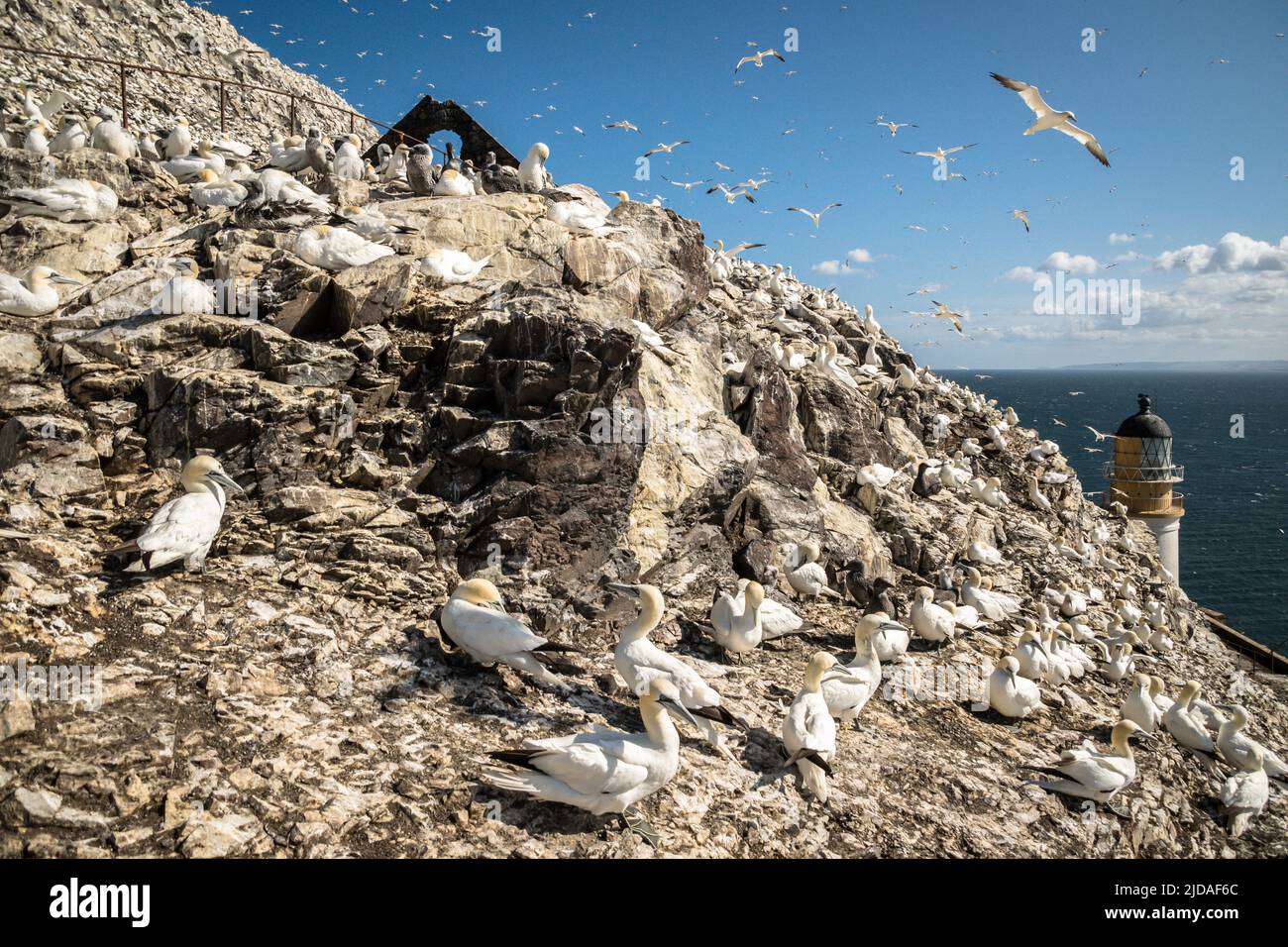 Northern gannets gather to breed in a large colony on Bass Rock Stock ...
