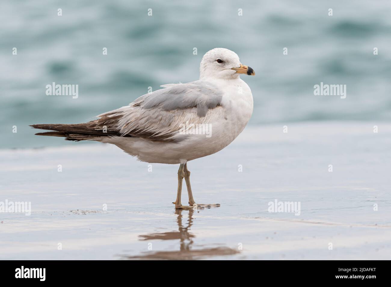Ring billed gull (Larus Delawarensis) first summer on land near the sea ...