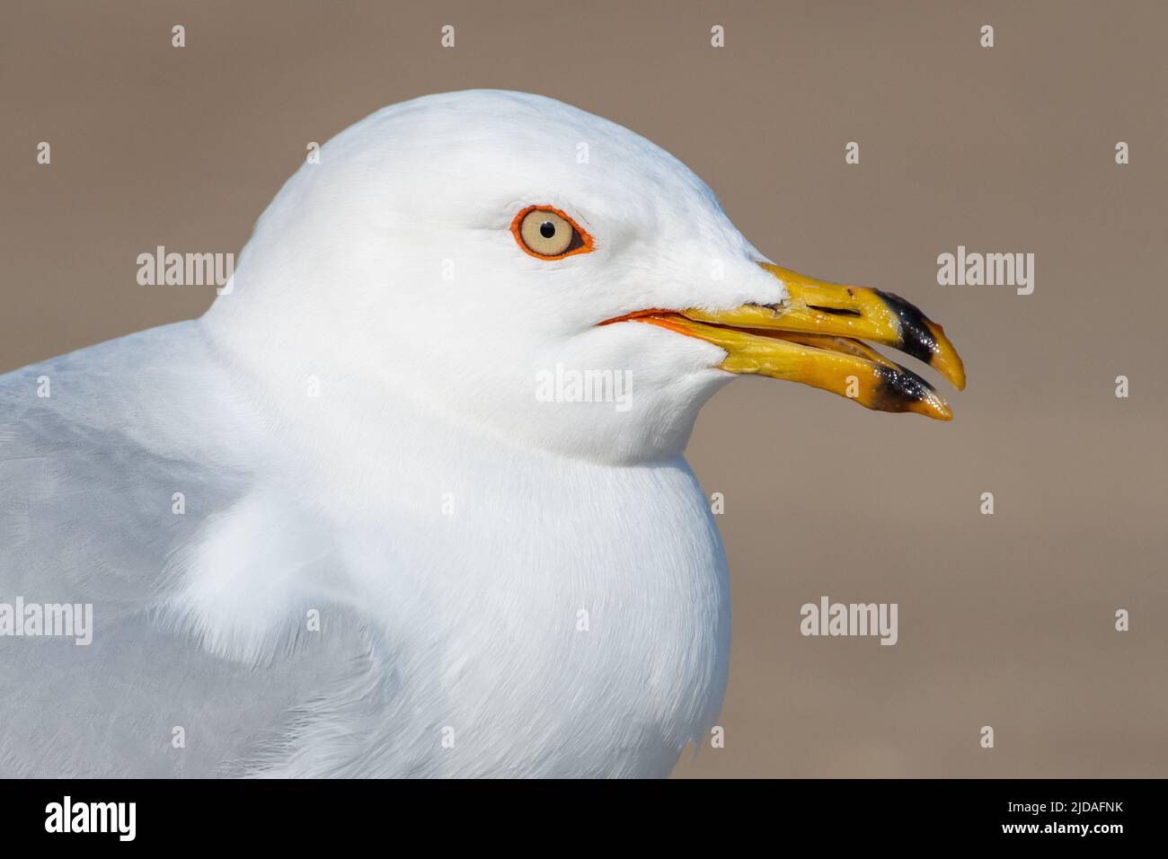 Ring billed Gull (Larus Delawarensis) closeup side profile of head, eye ...