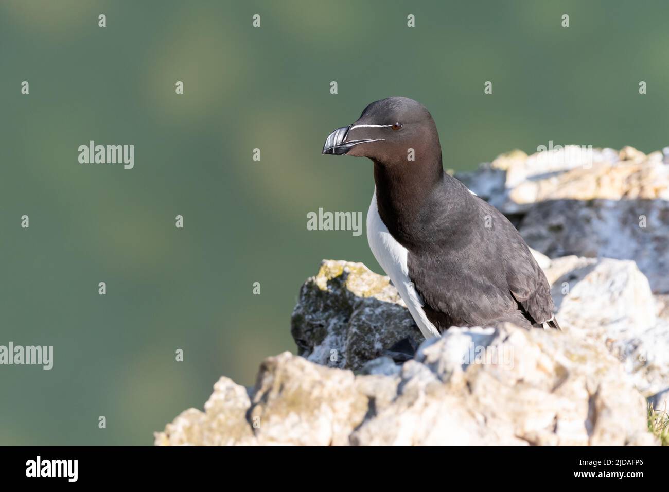 Razorbill seabird (Alca torda) in the family of Auks. Seen on the face ...