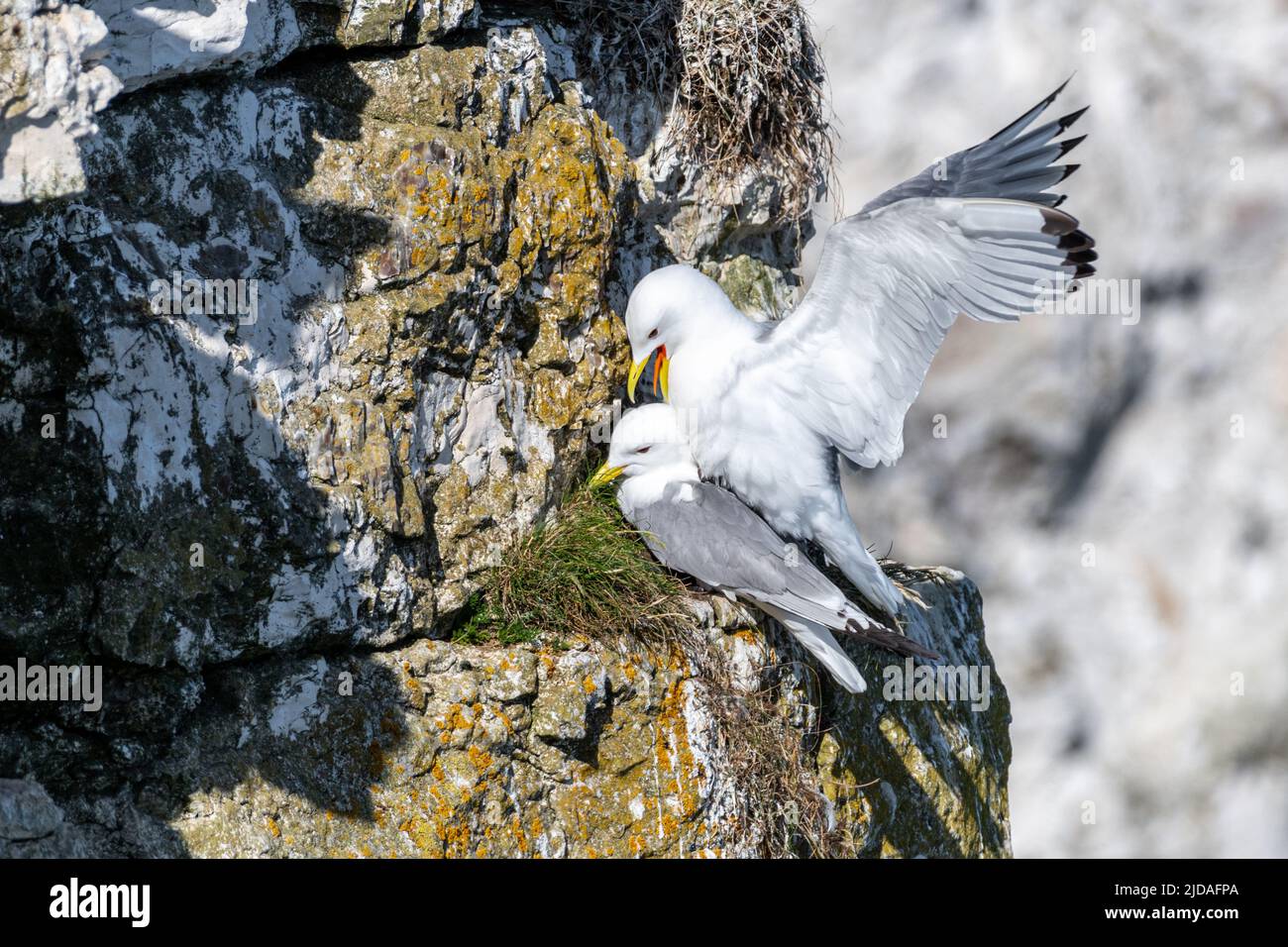 Two Kittiwake birds (Rissa tridactyla) mating on a cliff face, RSPB ...