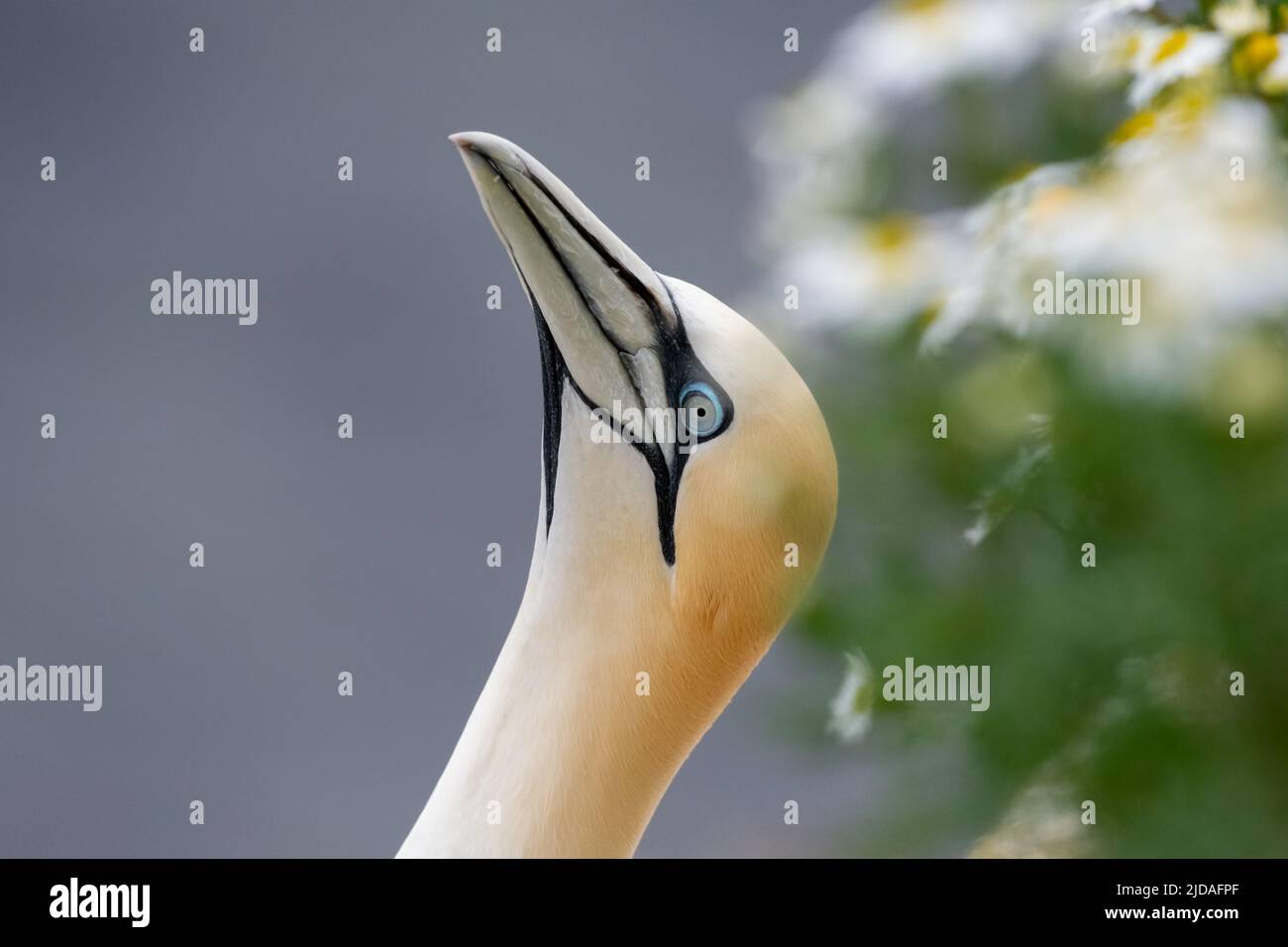 Gannet head and neck hi-res stock photography and images - Alamy