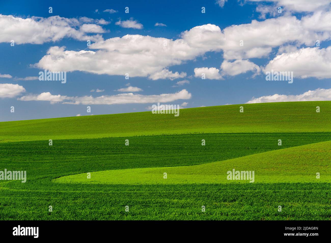 Wheatfields, green crops growing in an undulating landscape Stock Photo ...