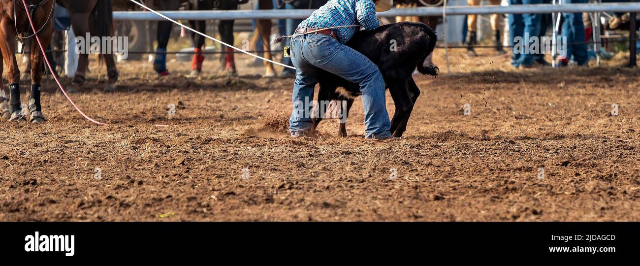 Cowboy wrestles calf to the ground in event at country rodeo Australia ...