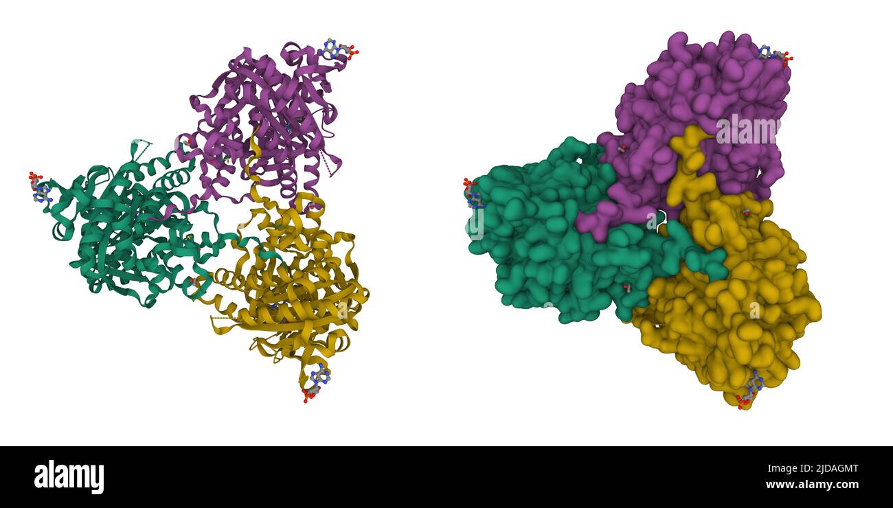 Structure of human soluble adenylyl cyclase with adenosine-cyclic ...