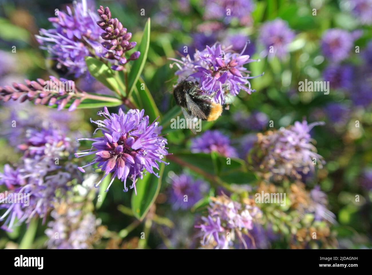 A Garden Bumblebee Bombus hortorum on a hebe plant Stock Photo - Alamy