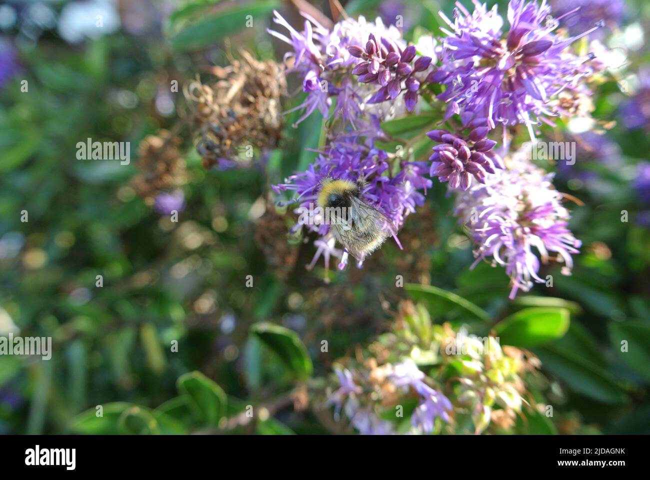 A Garden Bumblebee Bombus hortorum on a hebe plant Stock Photo - Alamy