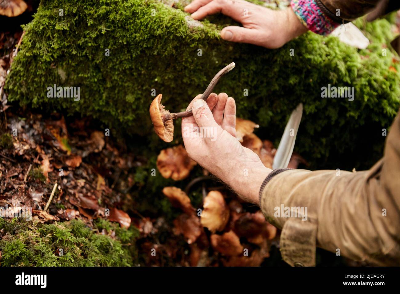 Man holding edible fungus in woodland Stock Photo - Alamy