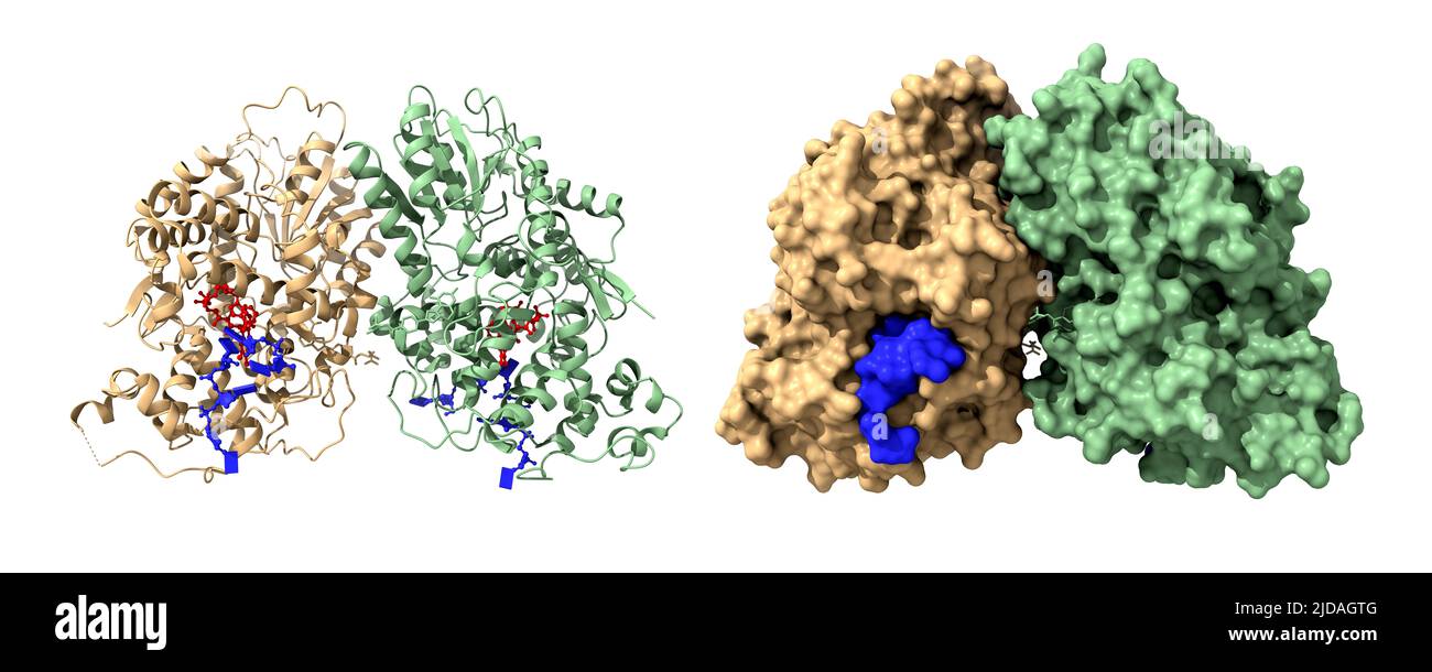 Structure of cryptochrome 3 dimer - DNA (blue) complex. FAD is shown in ...