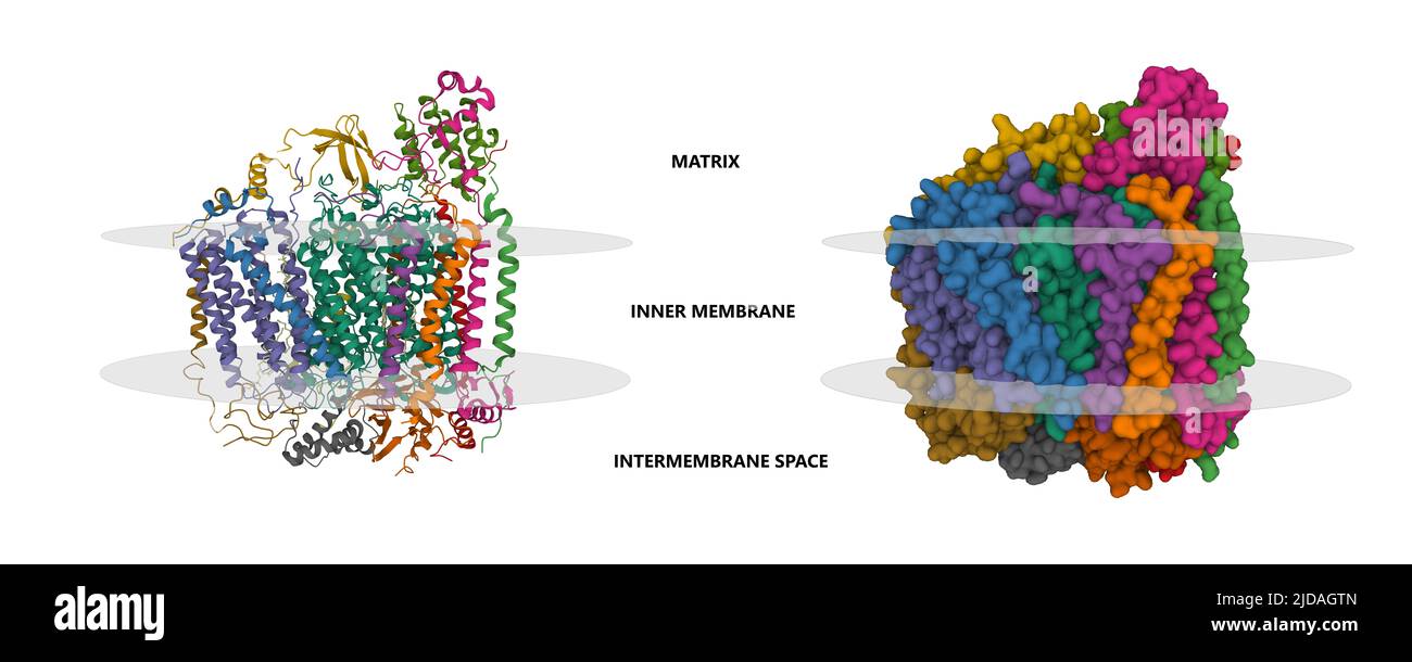 Structure Of Human Cytochrome C Oxidase 3d Cartoon And Gaussian Surface Models Putative