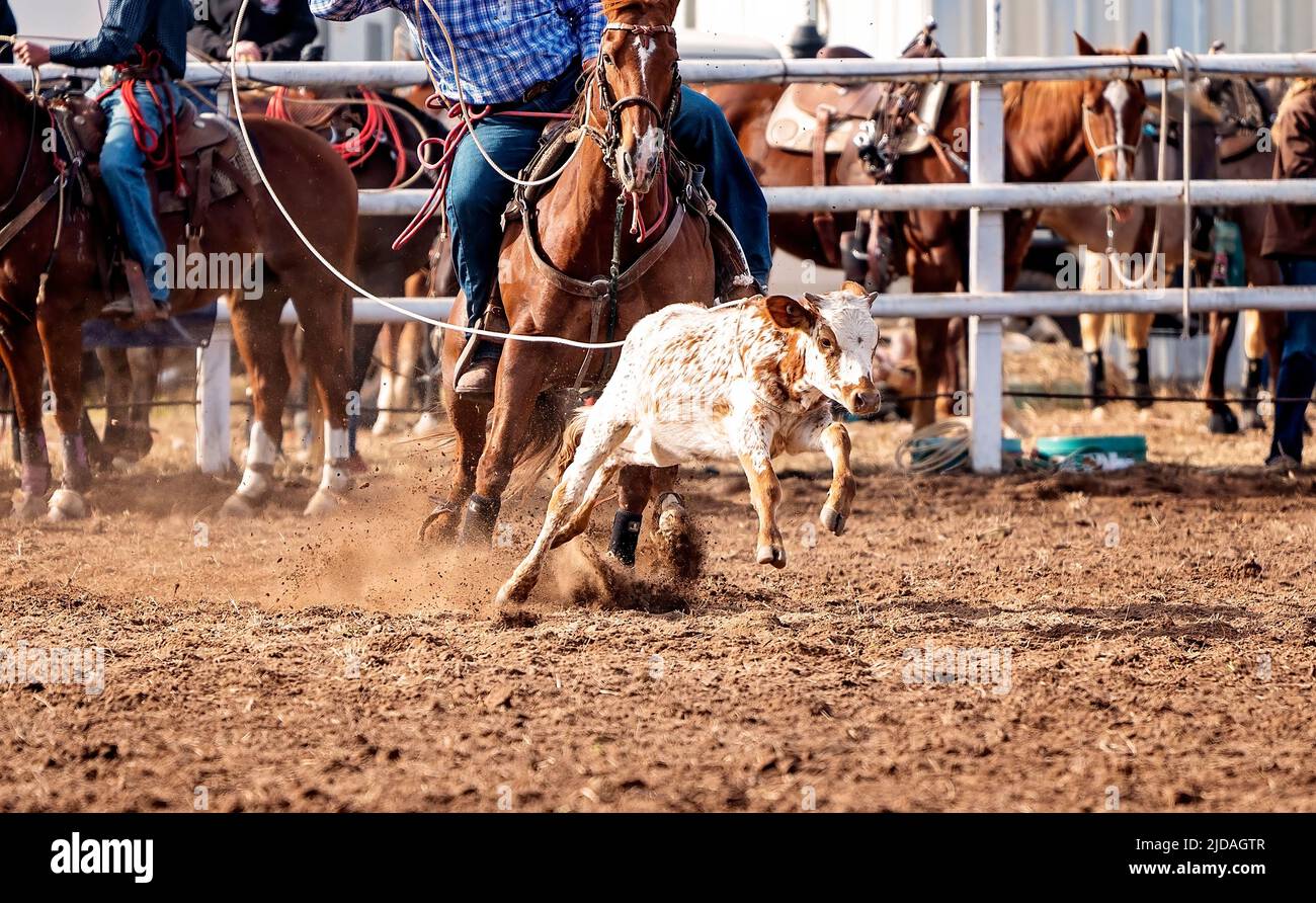 Calf being lassoed in a team calf roping event by cowboys at a country rodeo Stock Photo - Alamy