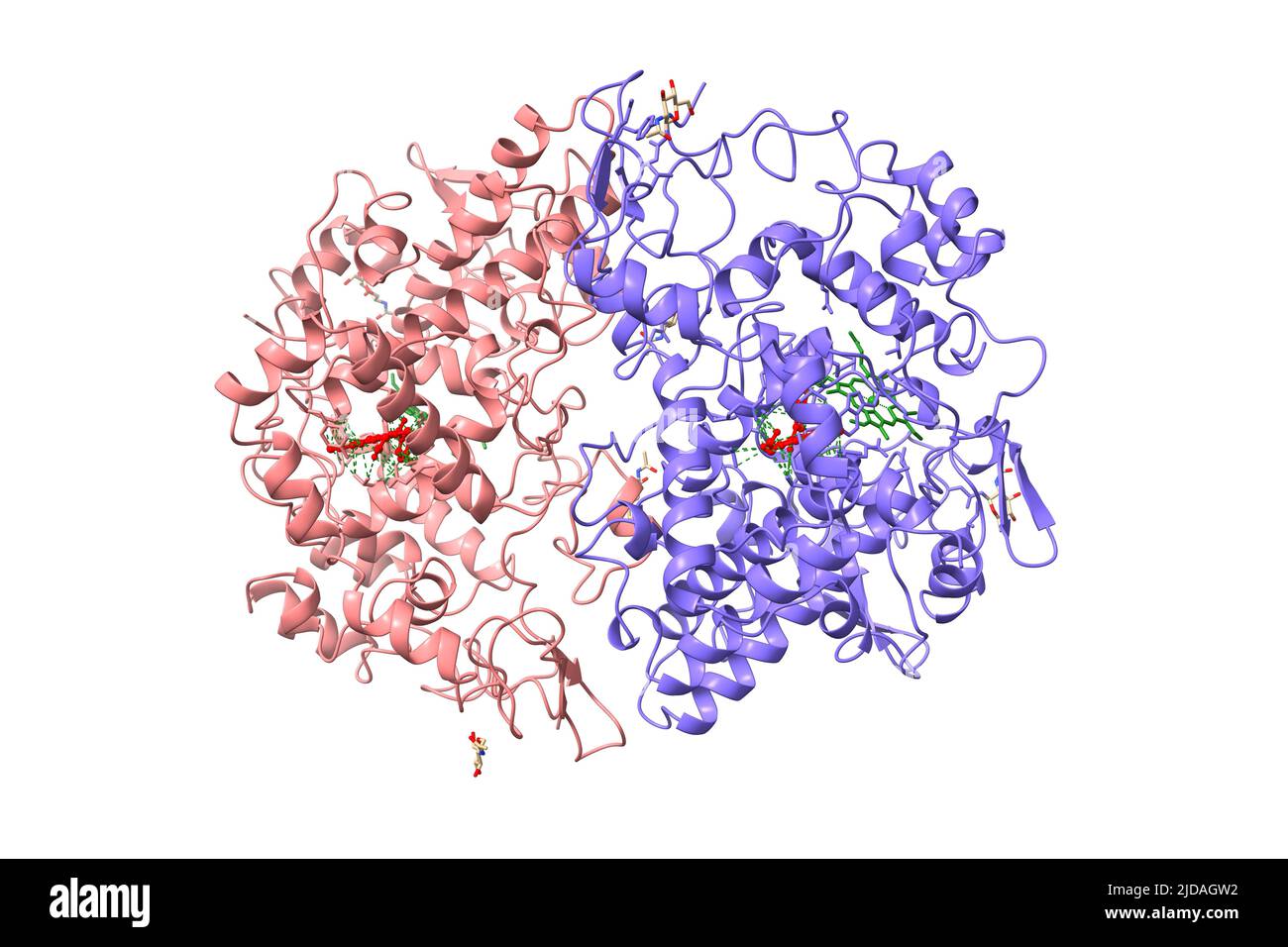 Cyclooxygenase-2 homodimer complexed with non-selective inhibitor ...