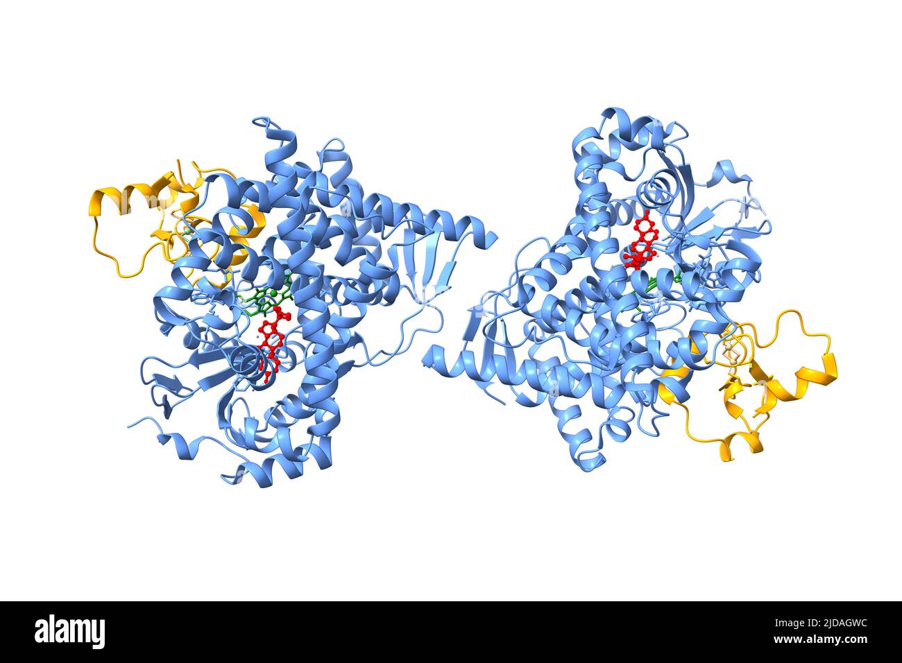 Cyp11a1 hi-res stock photography and images - Alamy