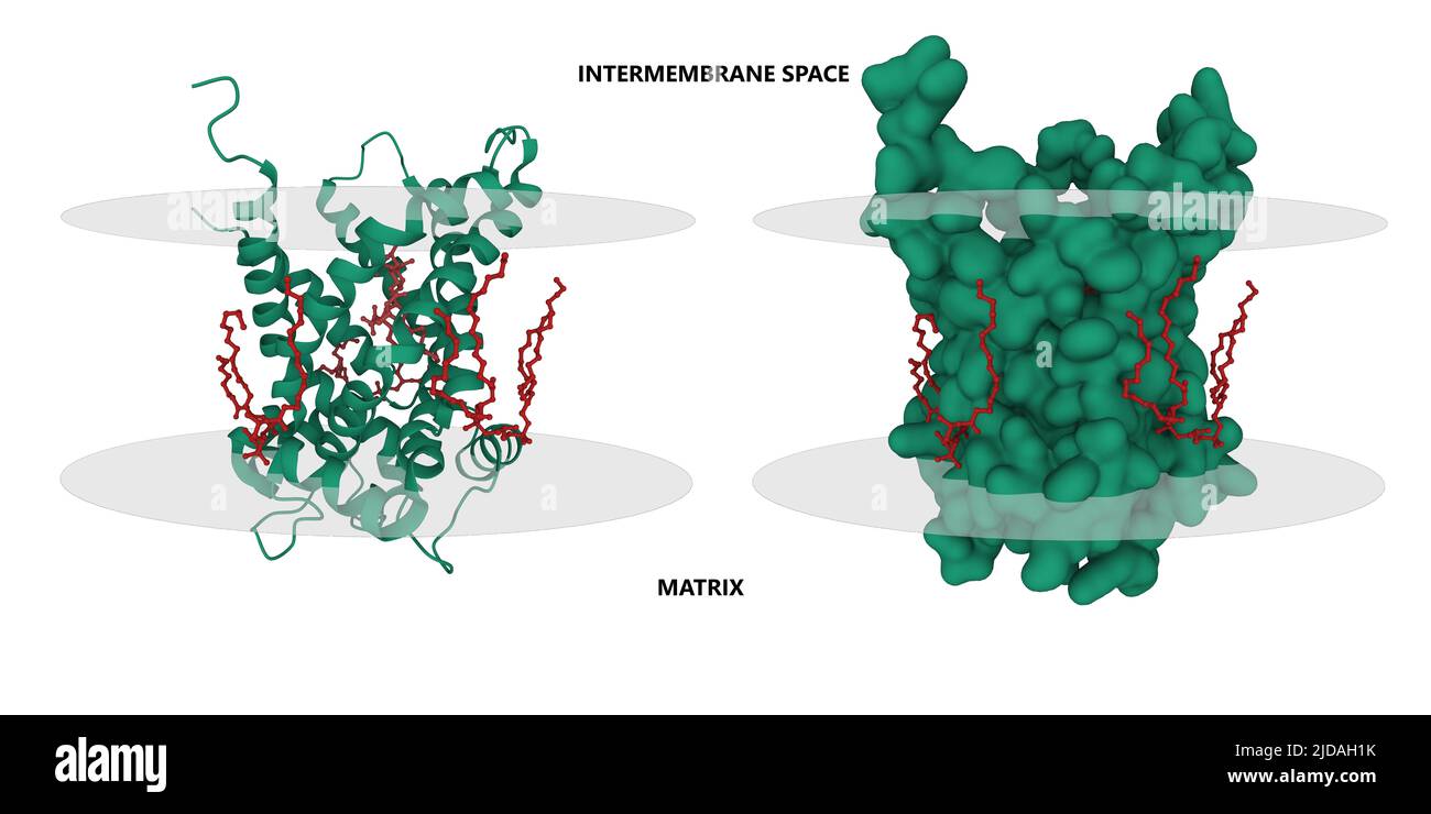Adp atp translocase hi-res stock photography and images - Alamy