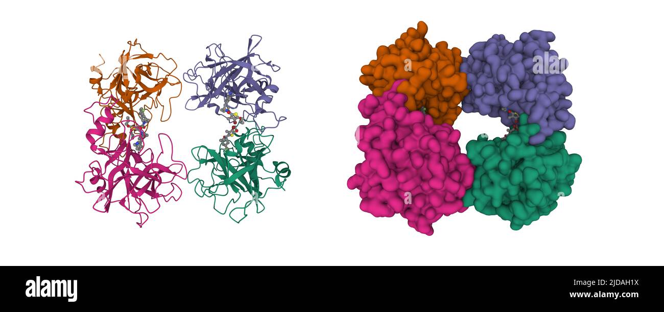 Structure of human beta-tryptase complexed with a synthetic inhibitor ...