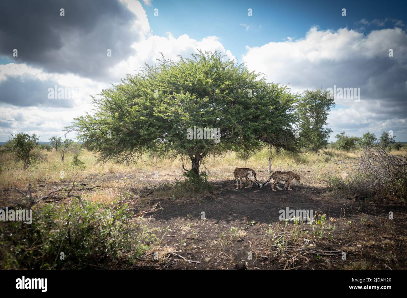 Two cheetah, Acinonyx jubatus, walk together under a tree Stock Photo ...