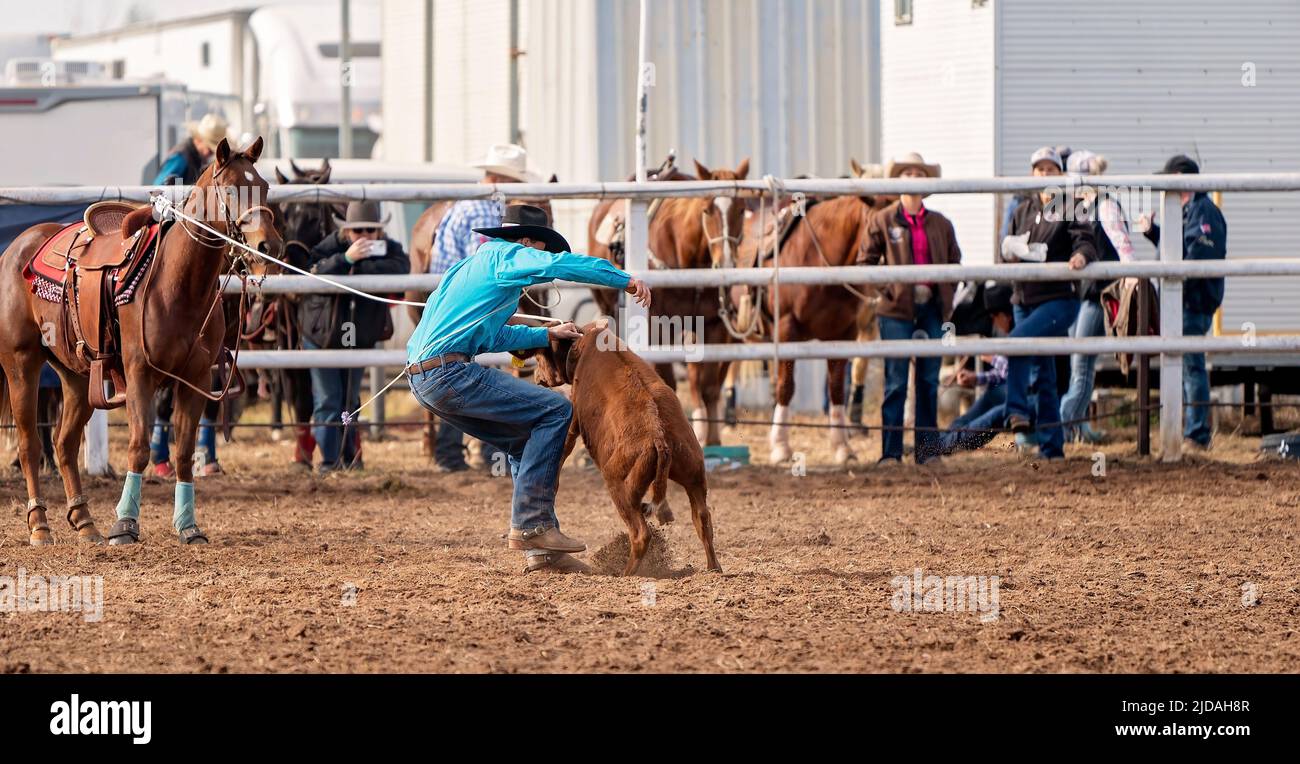 Cowboy wrestles calf to the ground in event at country rodeo Australia ...