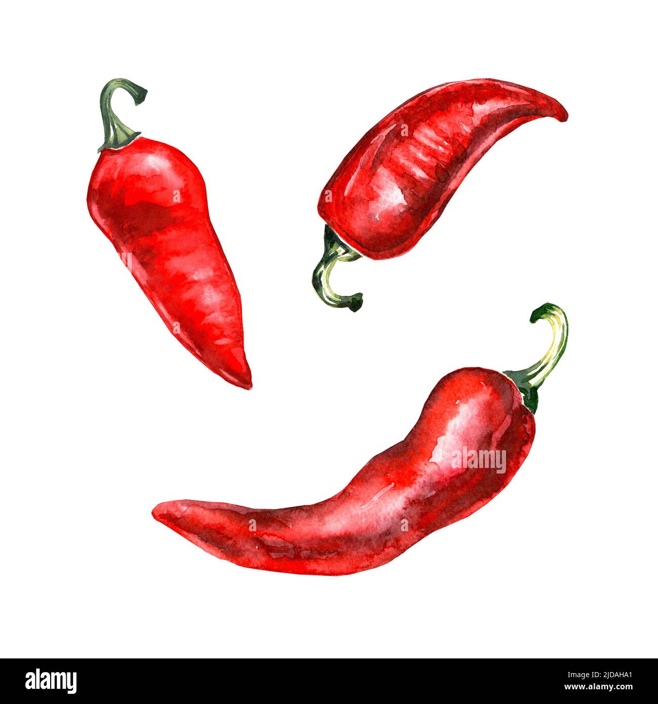 Red hot chili pepper, whole pods, set. Hand drawn watercolor ...