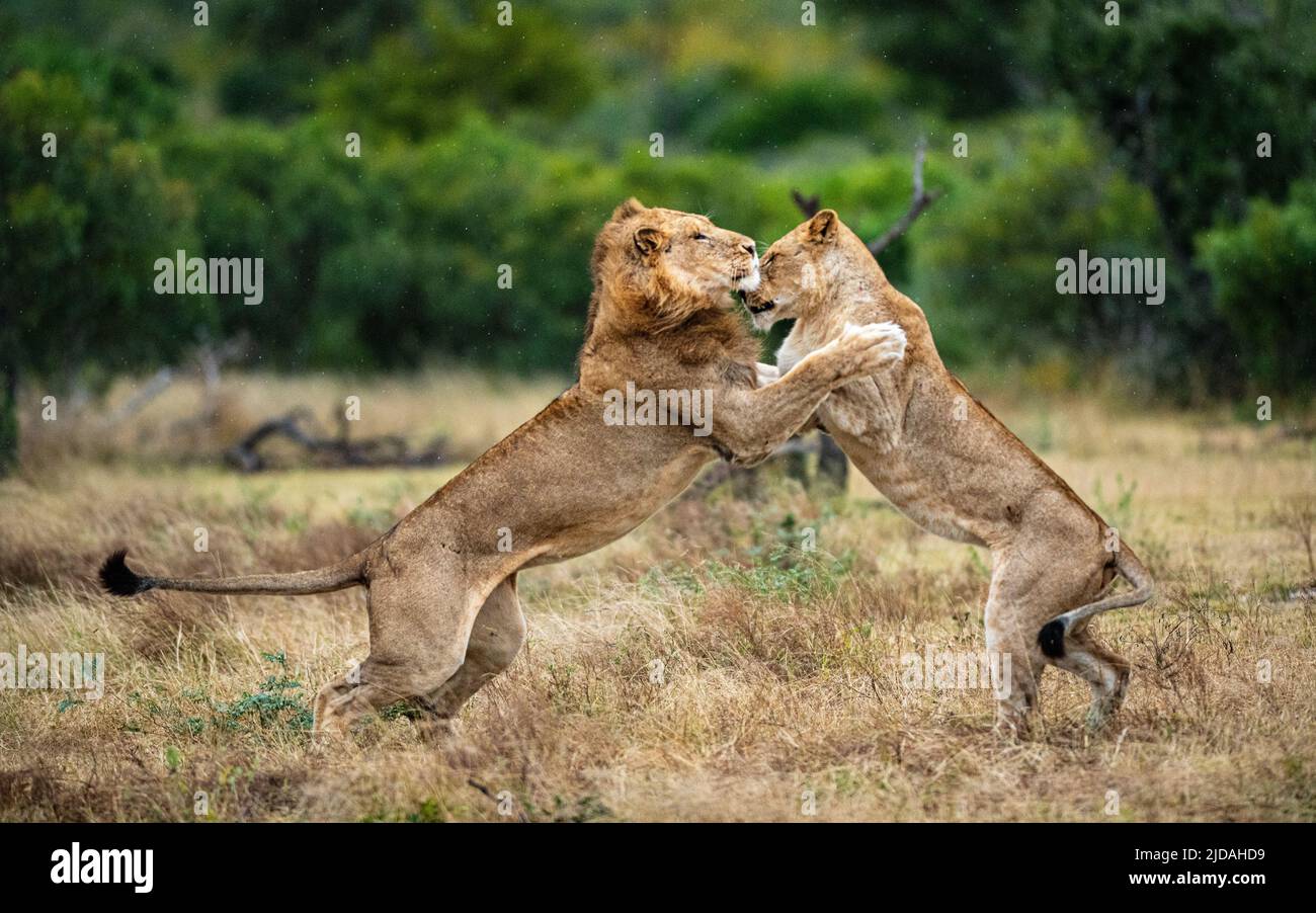 Two lions, Panthera leo, fight each other Stock Photo - Alamy