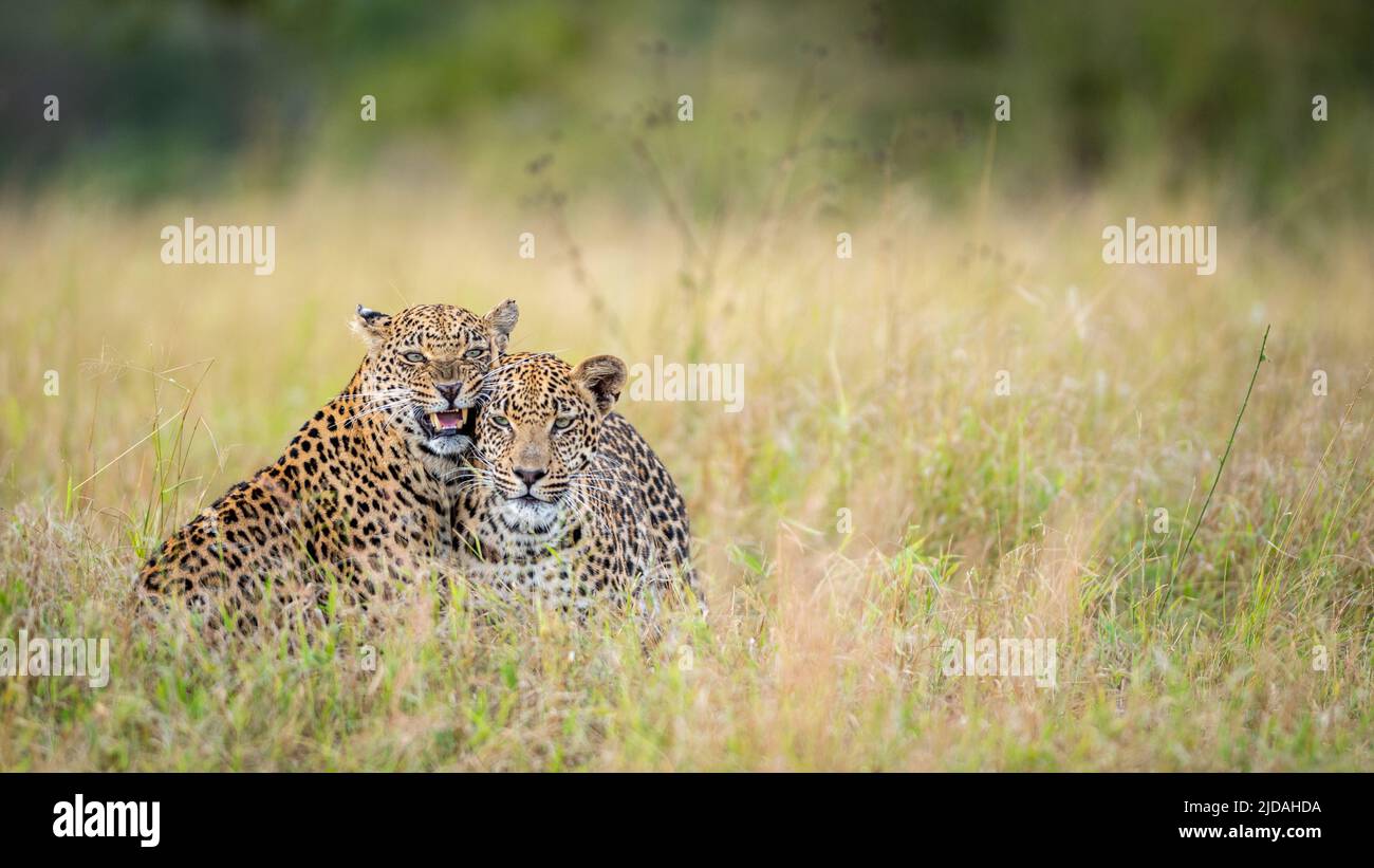 A leopard and her cub, Panthera pardus, together in long grass, cub ...